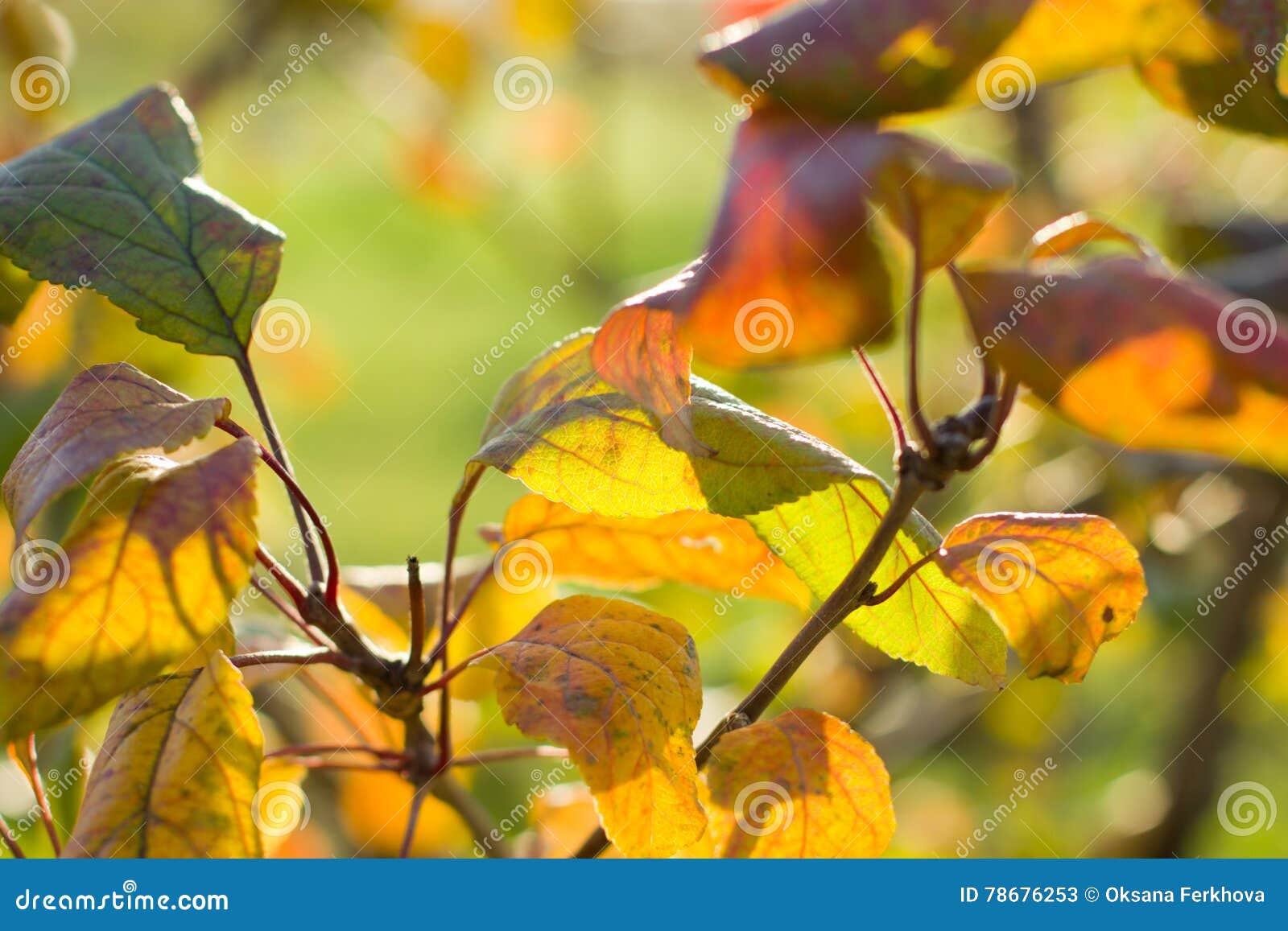 The Leaves of Apple Trees in the Fall. Stock Image - Image of leaf ...