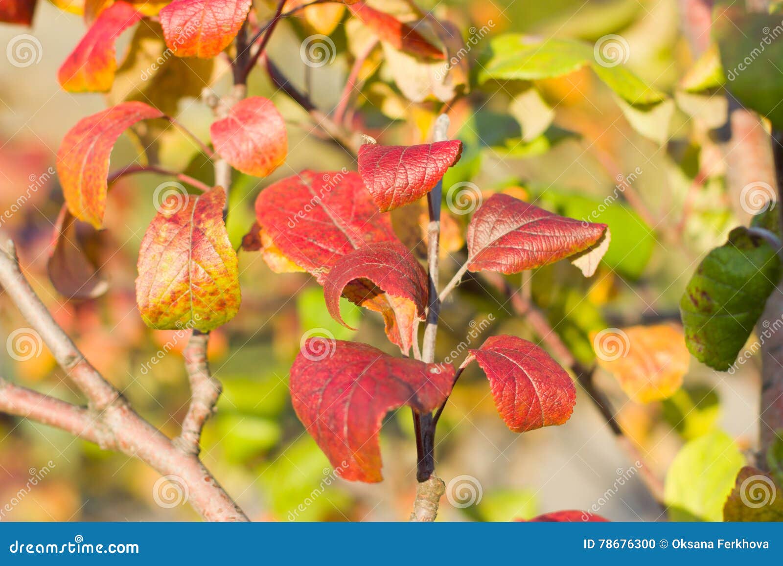 The Leaves of Apple Trees in the Fall. Stock Photo - Image of outdoor ...