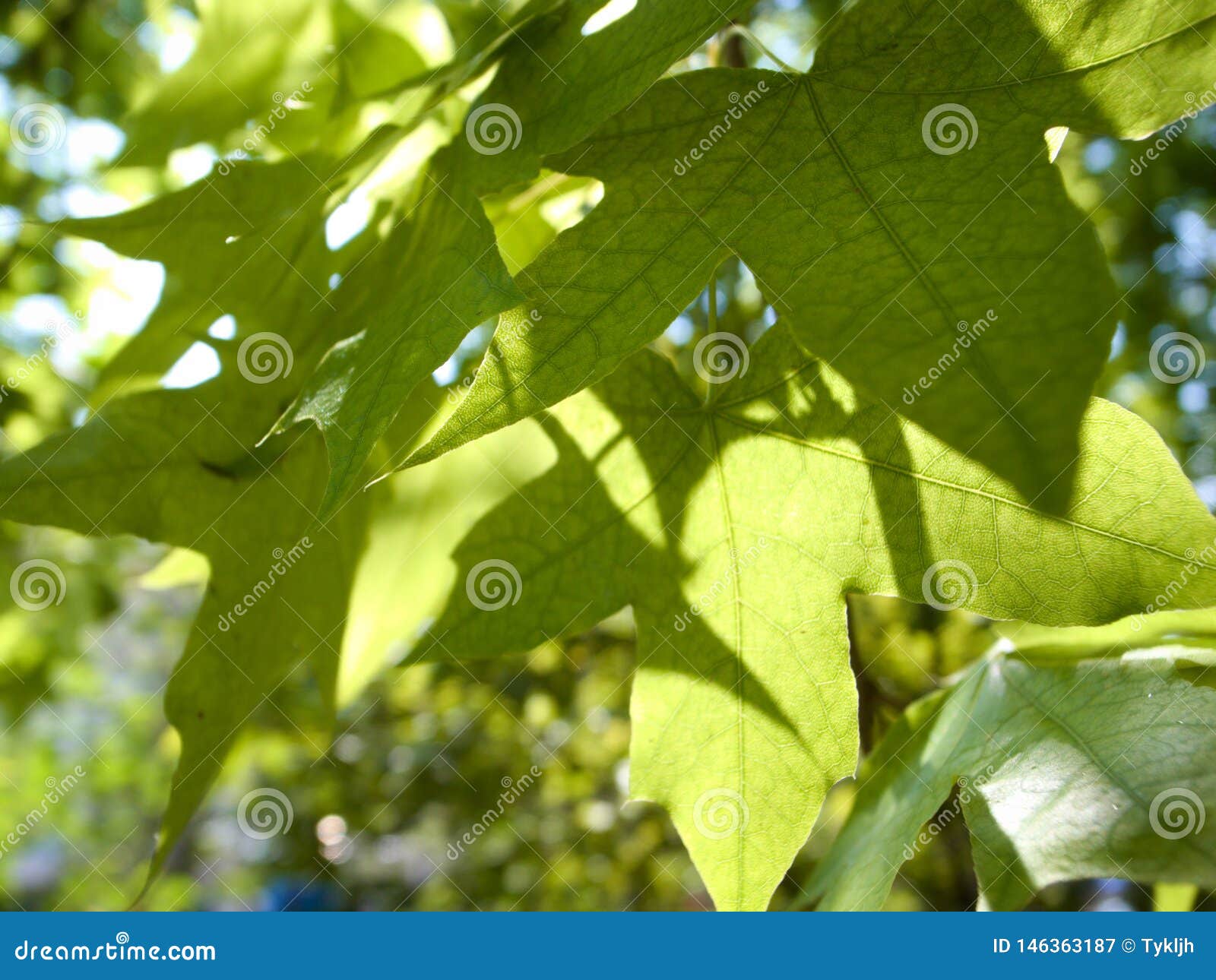 Leaves 2 stock image. Image of april, leaves, maple - 146363187