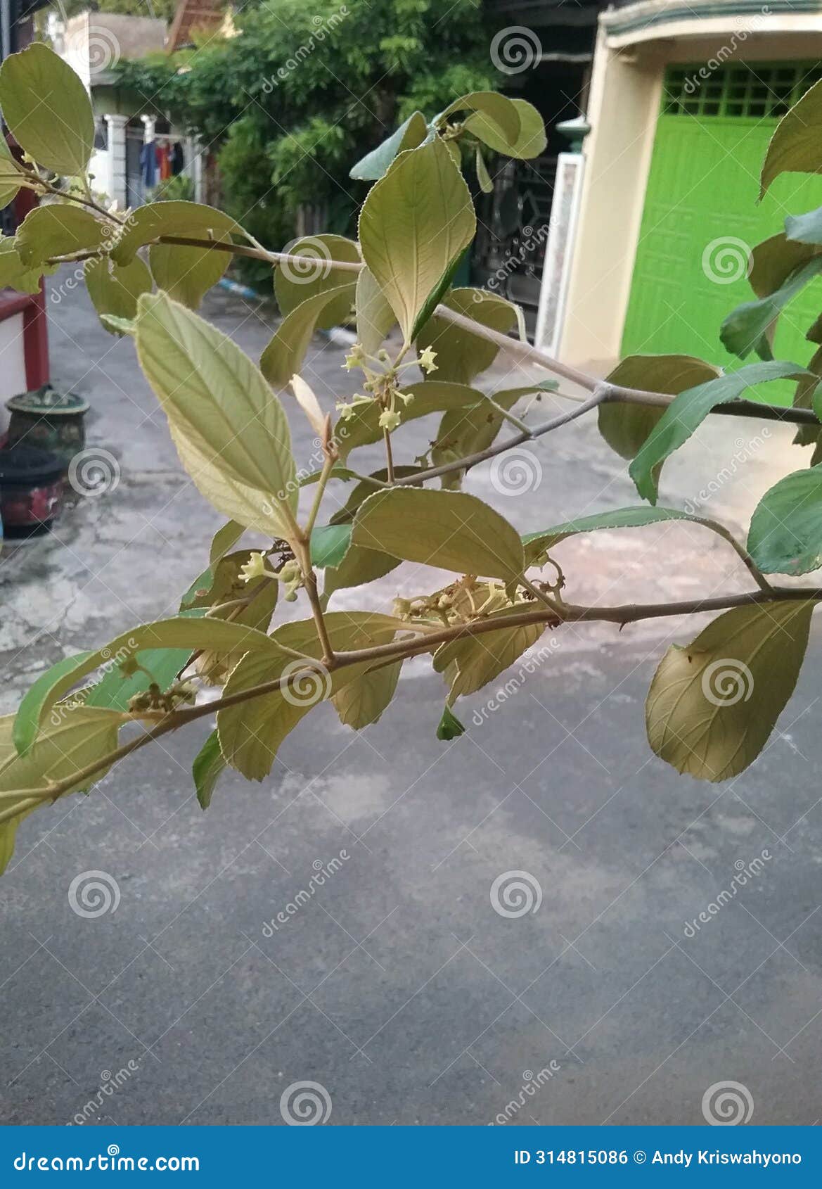The Leaves of the Arabian Bidara Tree Grow on the Branches less ...