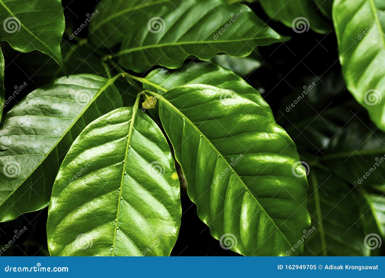 Leaves of Arabica Coffee Tree Stock Image - Image of growth, nature ...