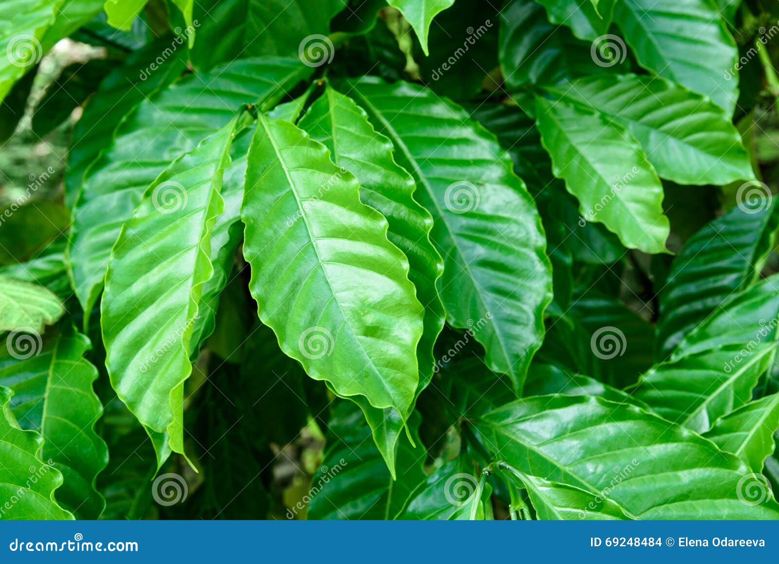 Leaves of Arabica Coffee Tree Stock Photo - Image of botanic, fresh ...