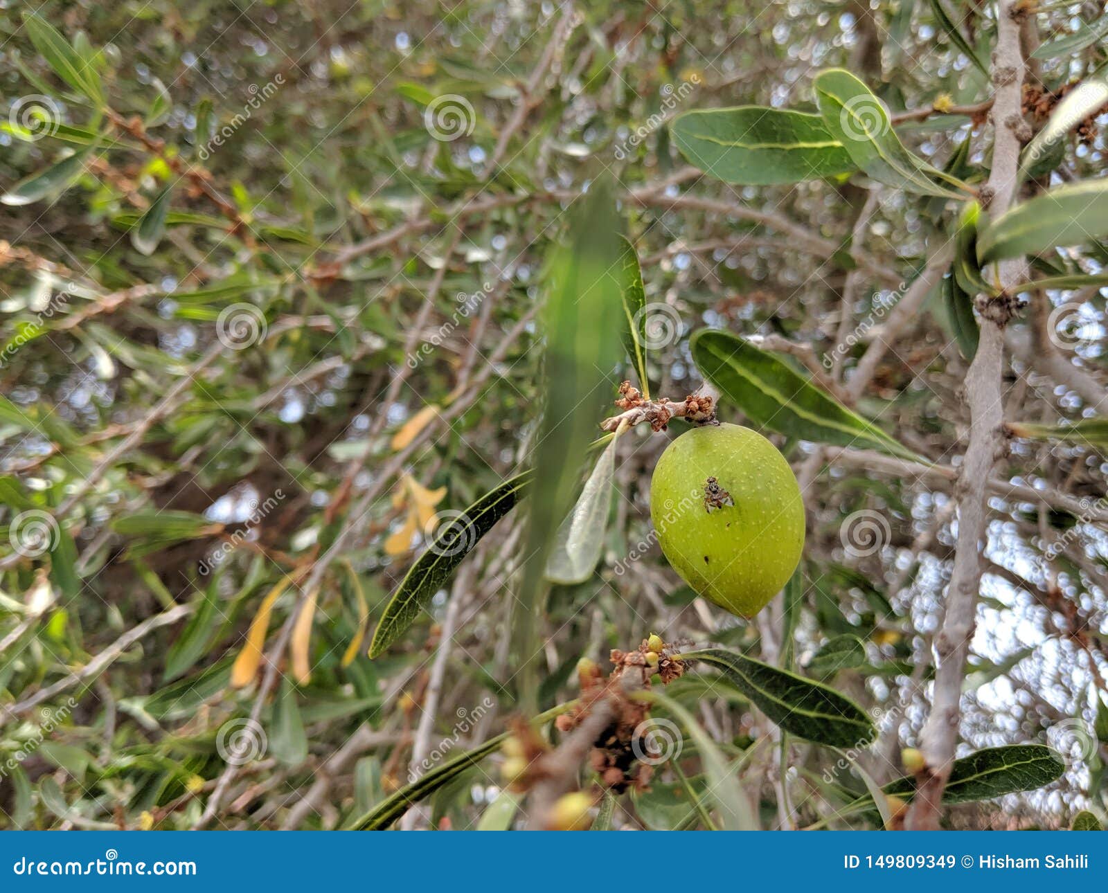 The Leaves of the Argan Tree of Morocco Stock Image - Image of argan ...