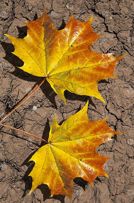 Leaves on arid ground stock photo. Image of calendar, botany - 3144838
