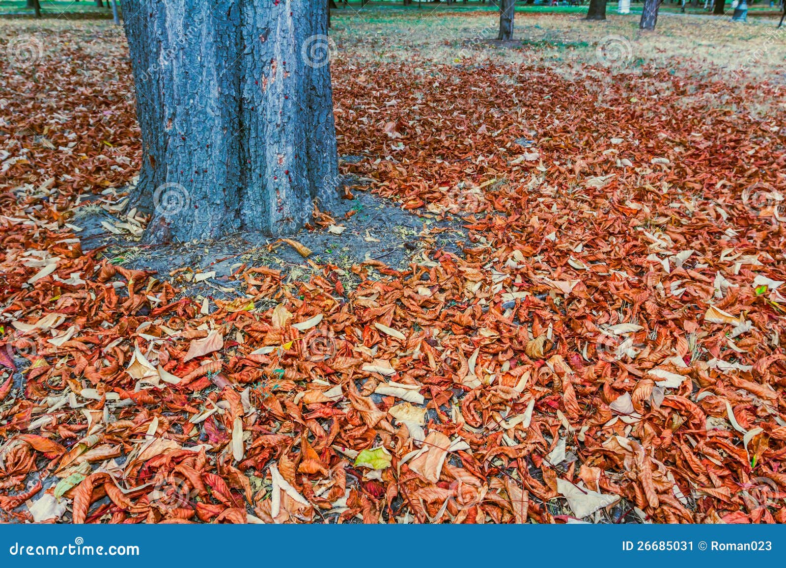 Leaves around the tree stock image. Image of pile, round - 26685031
