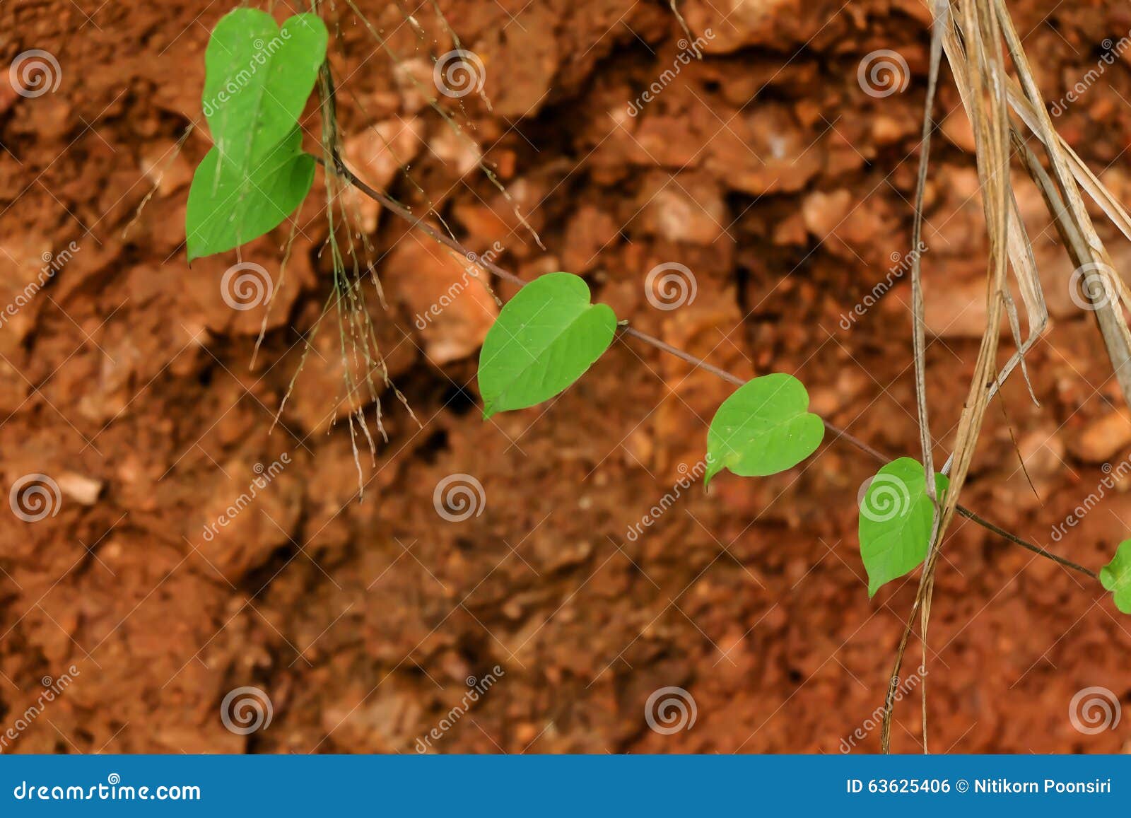 Leaves stock photo. Image of background, environment - 63625406