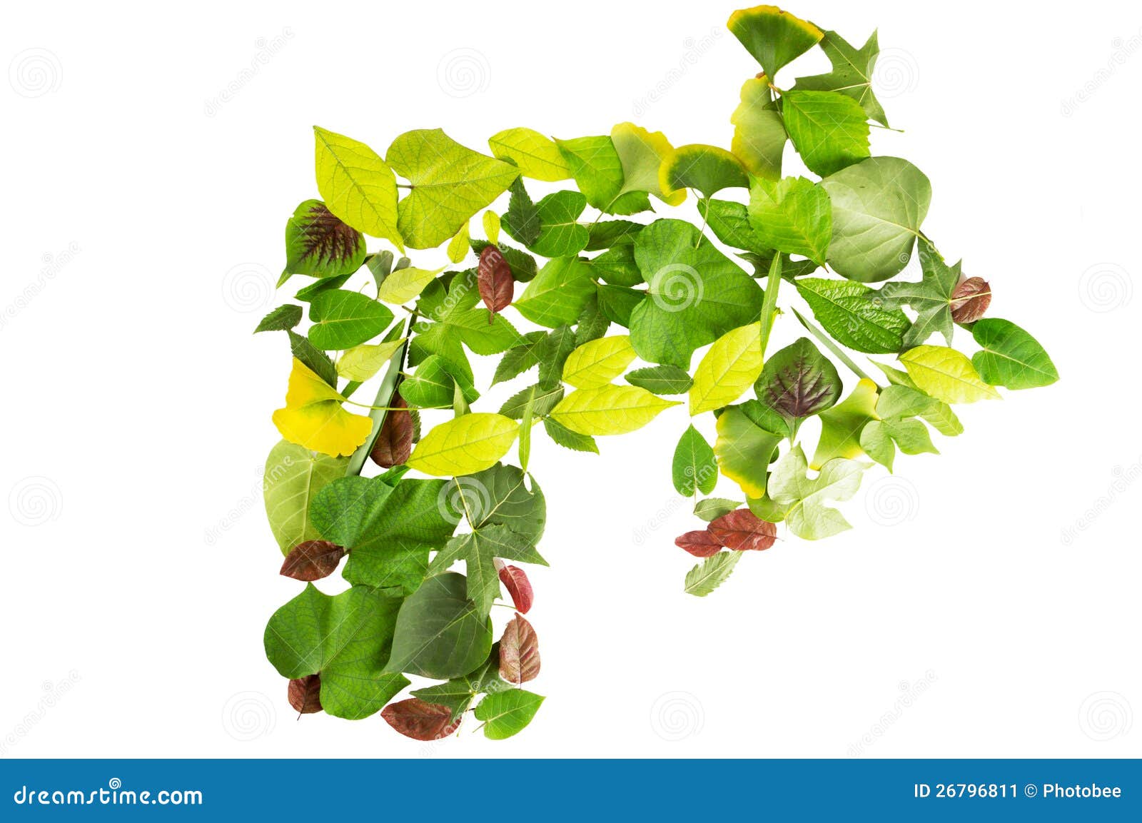 Leaves arrow stock image. Image of element, symbol, plants - 26796811
