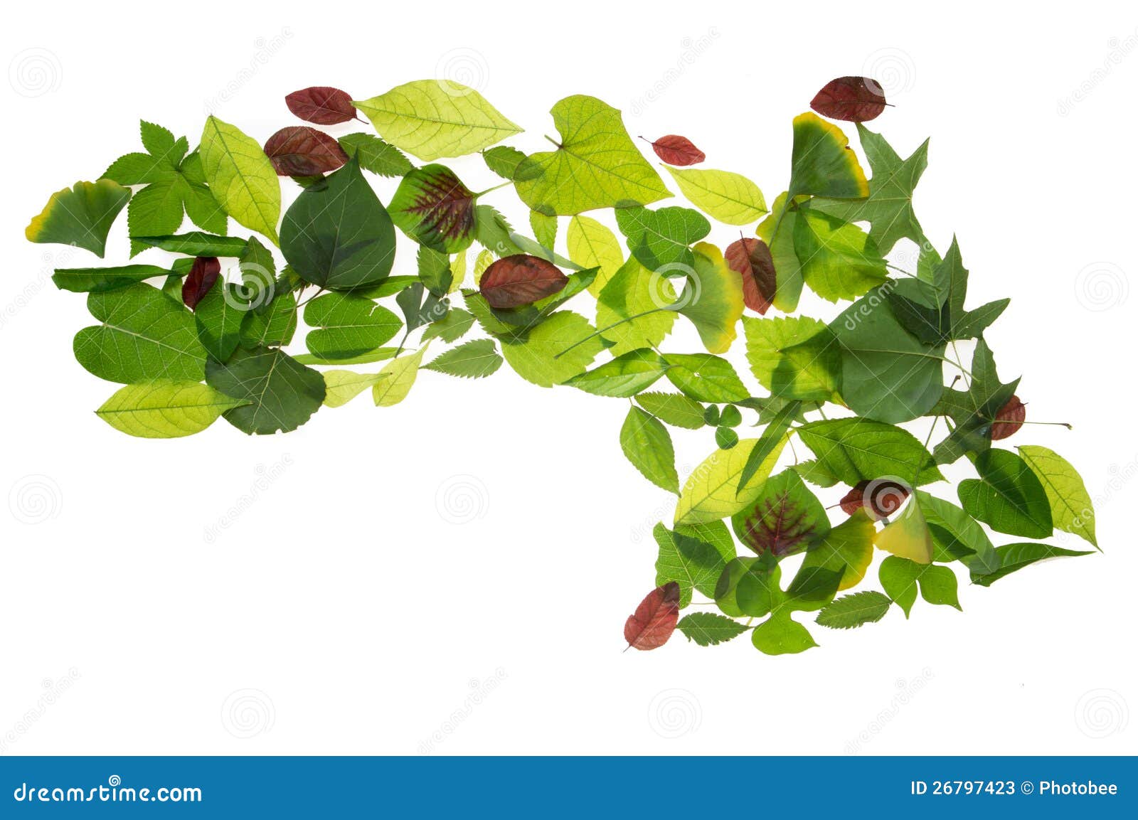Leaves arrow stock image. Image of leaf, plants, nature - 26797423