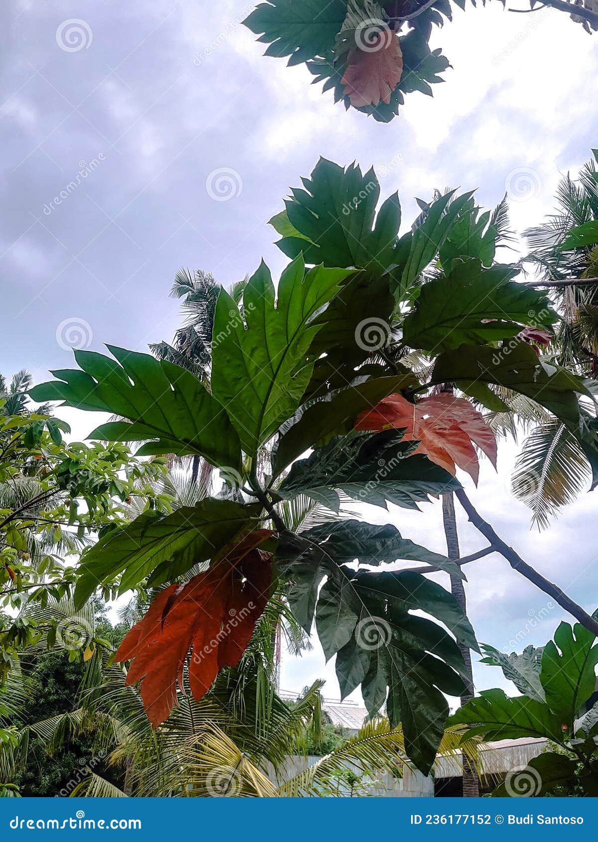 The Leaves of the Artocarpus Camansi Tree are Green and Brownish Stock ...