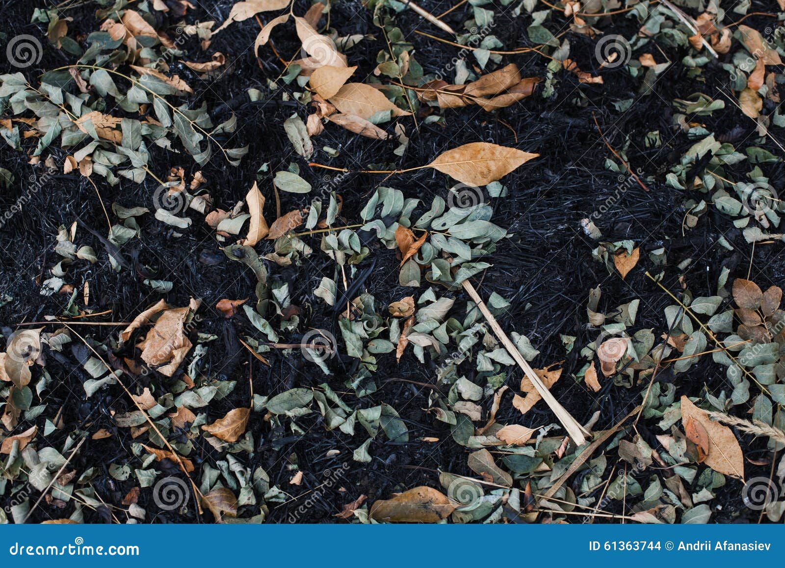 The Leaves of the Ash after the Fire Stock Photo - Image of bonfire ...