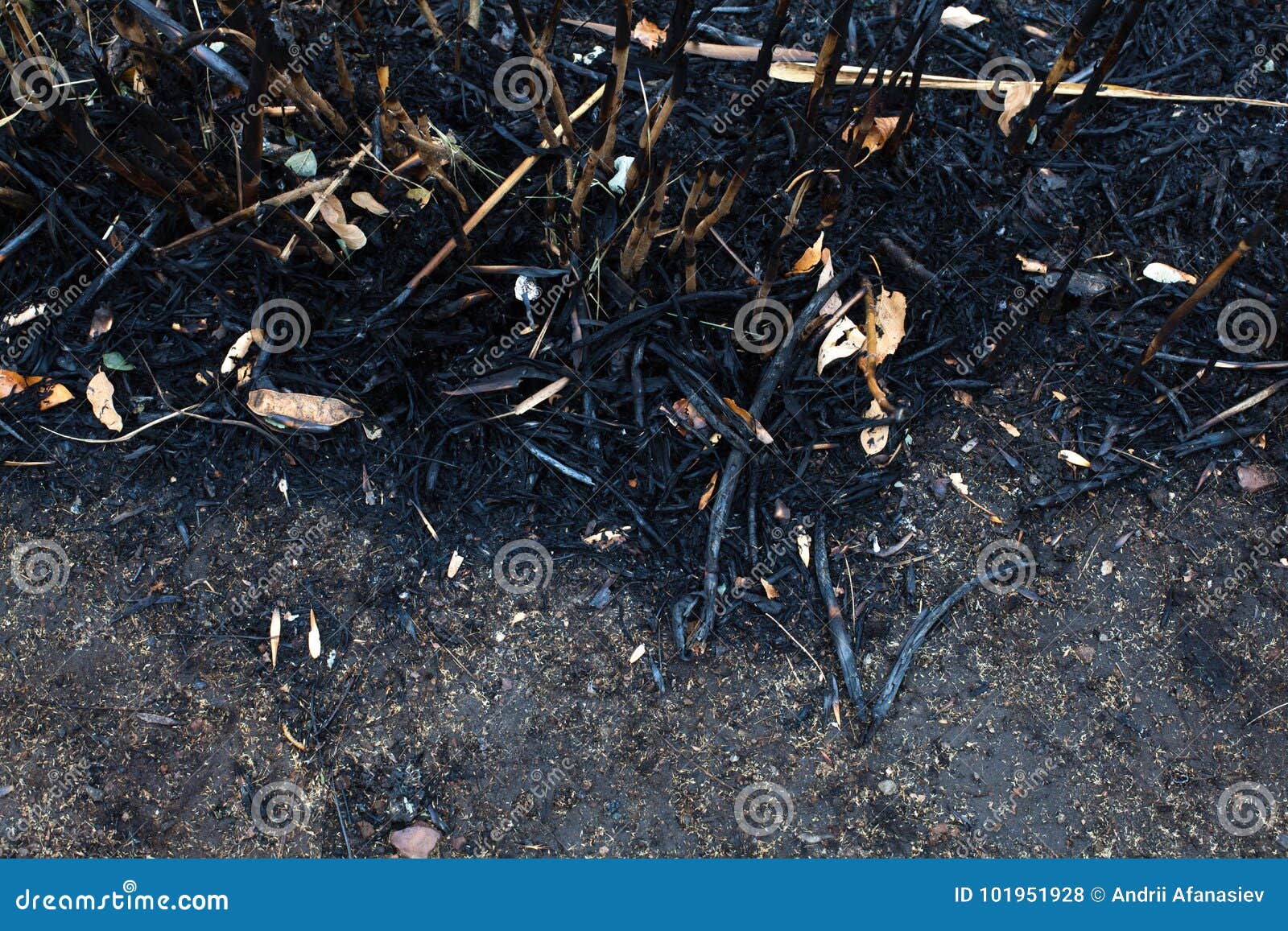 The Leaves of the Ash after the Fire Stock Photo - Image of coal, fire ...