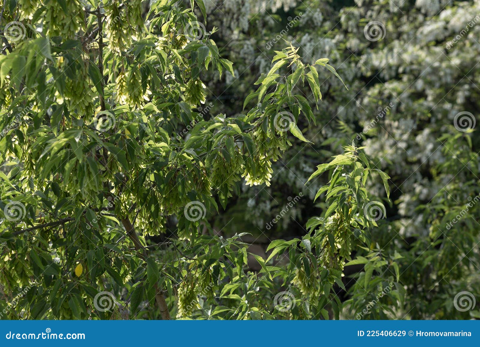 Leaves are Ash-leaved Maple with Seeds. Stock Image - Image of plant ...