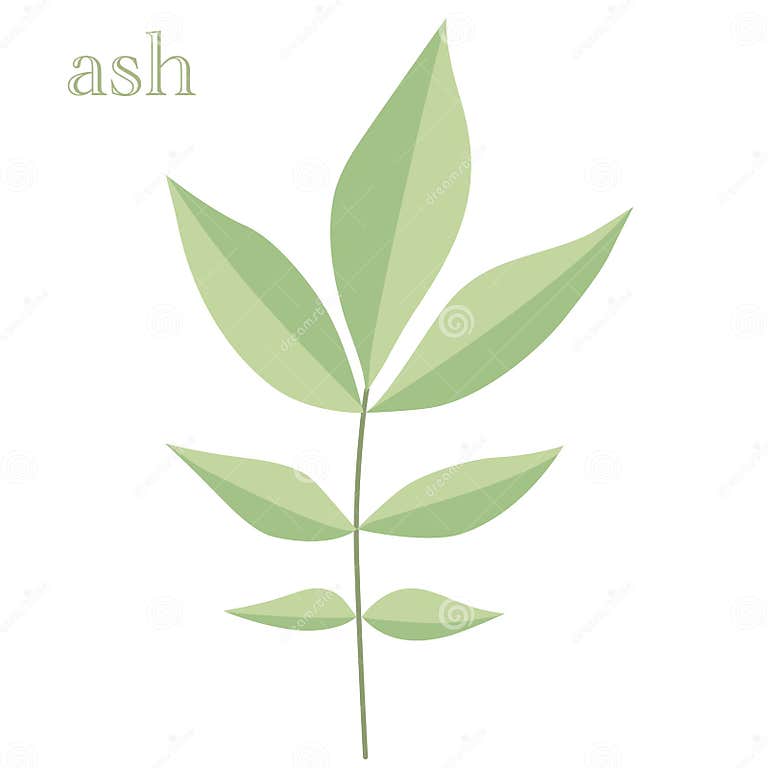 Leaves of the Ash Tree with Vector Stock Vector - Illustration of tree ...