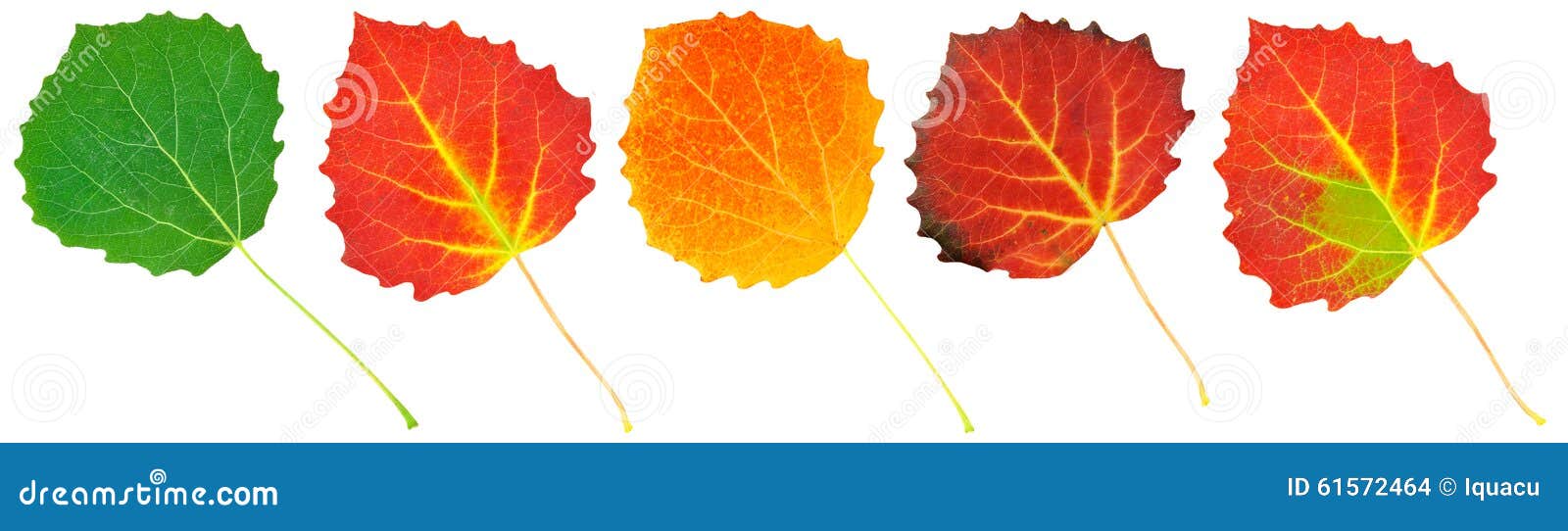 Leaves of aspen stock photo. Image of botany, vein, object - 61572464