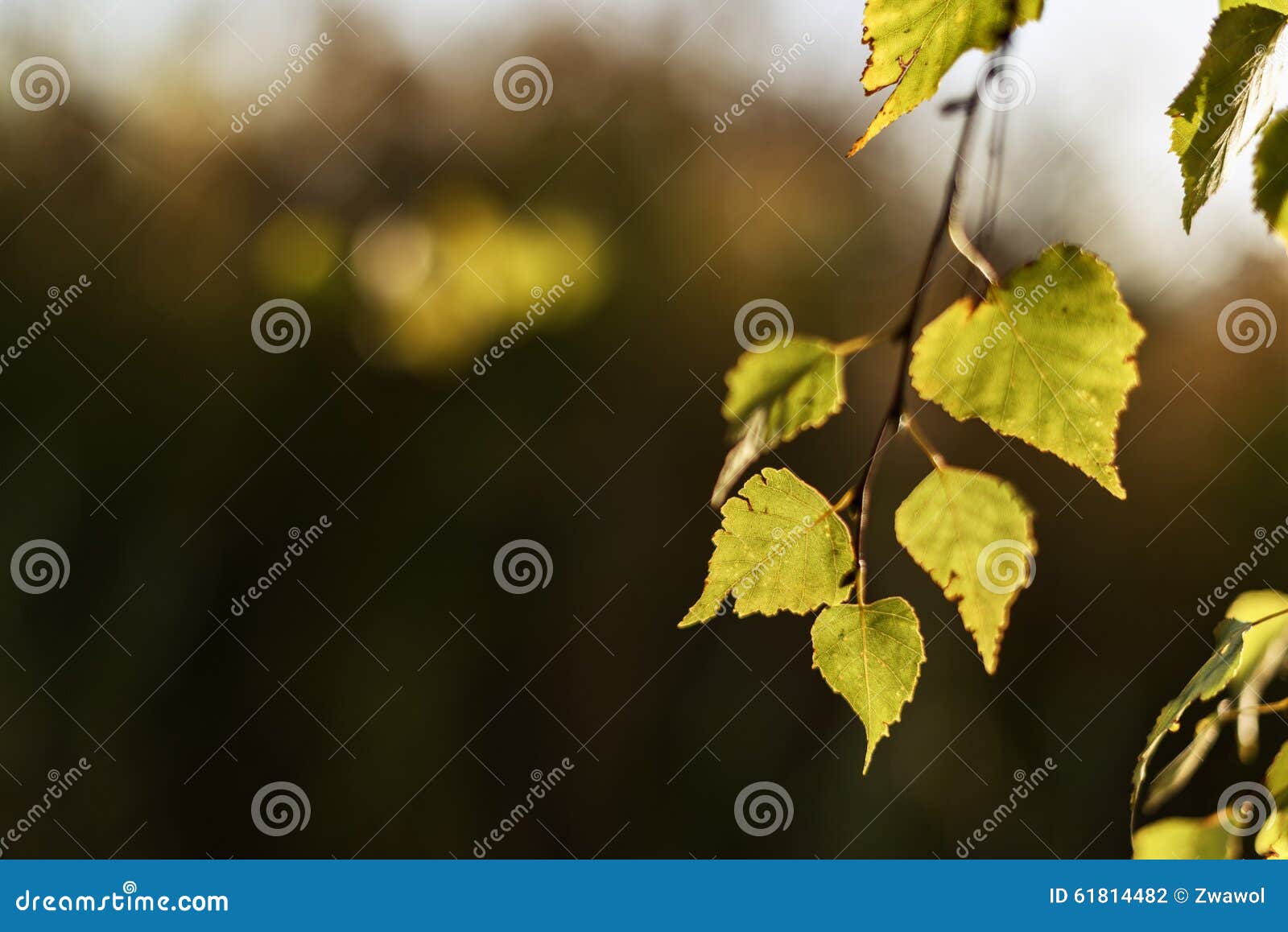 Leaves in Autumn Evening Light Stock Photo - Image of bright, macro ...