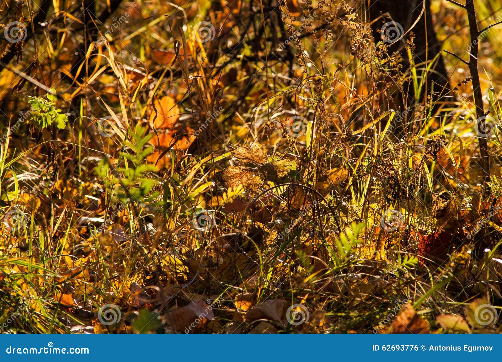 The Leaves in the Autumn Magic Forest Stock Photo - Image of background ...