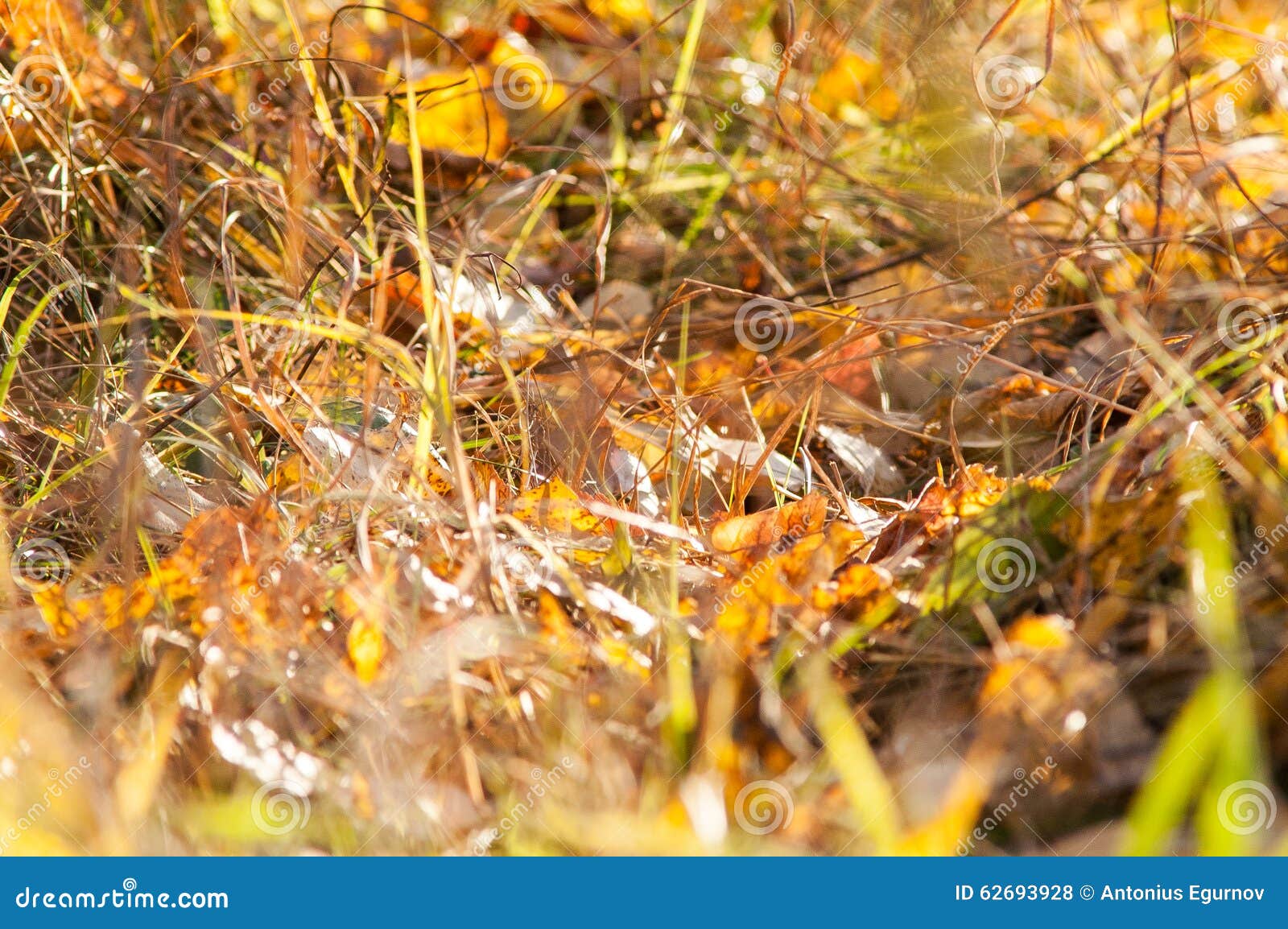 The Leaves in the Autumn Magic Forest Stock Photo - Image of light ...