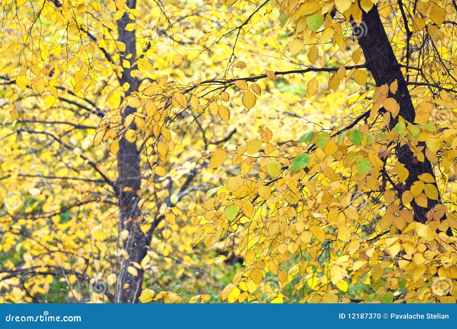 Leaves from autumn season stock photo. Image of fresh - 12187370