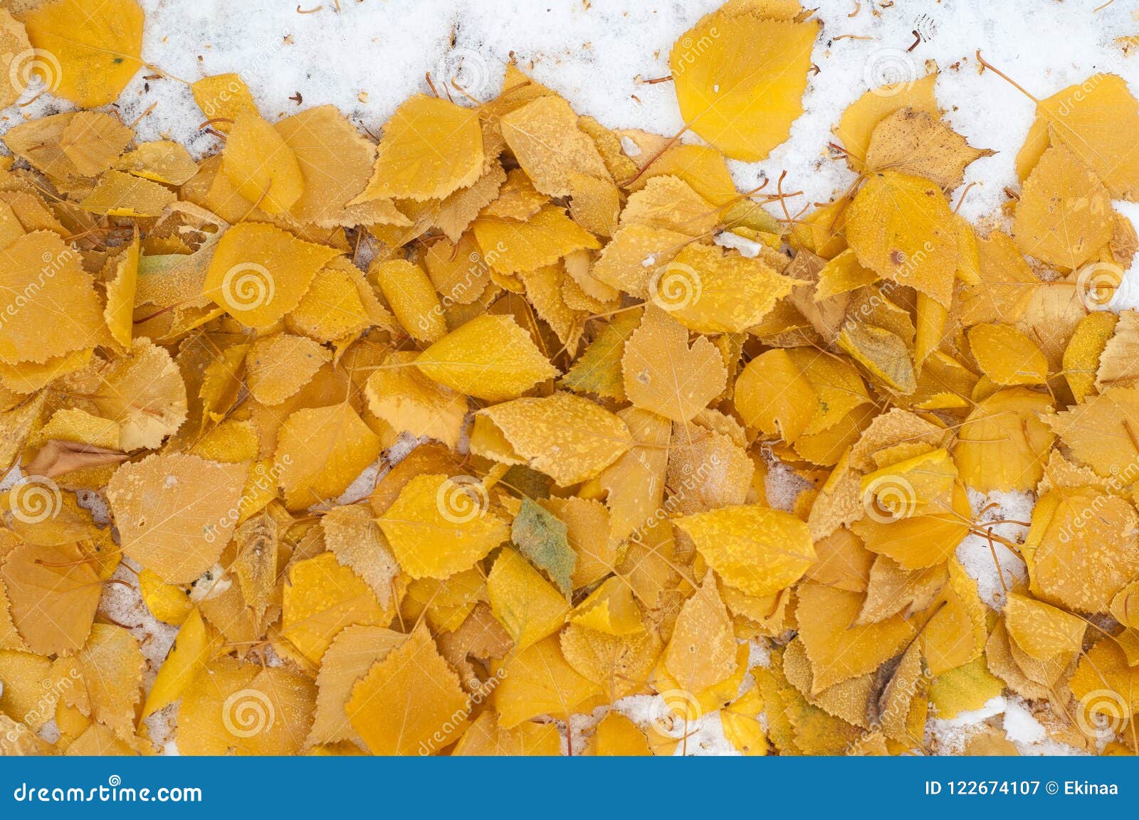 Leaves Autumn Snow. Texture Stock Image - Image of beauty, forest ...