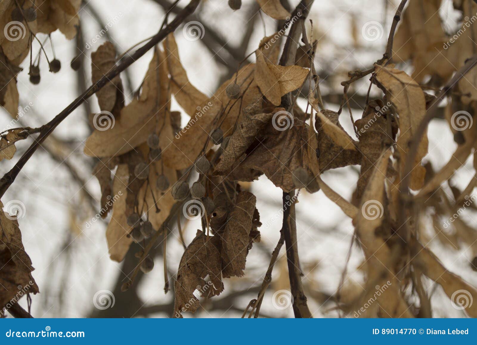 Leaves stock photo. Image of season, autumn, yellow, withering - 89014770