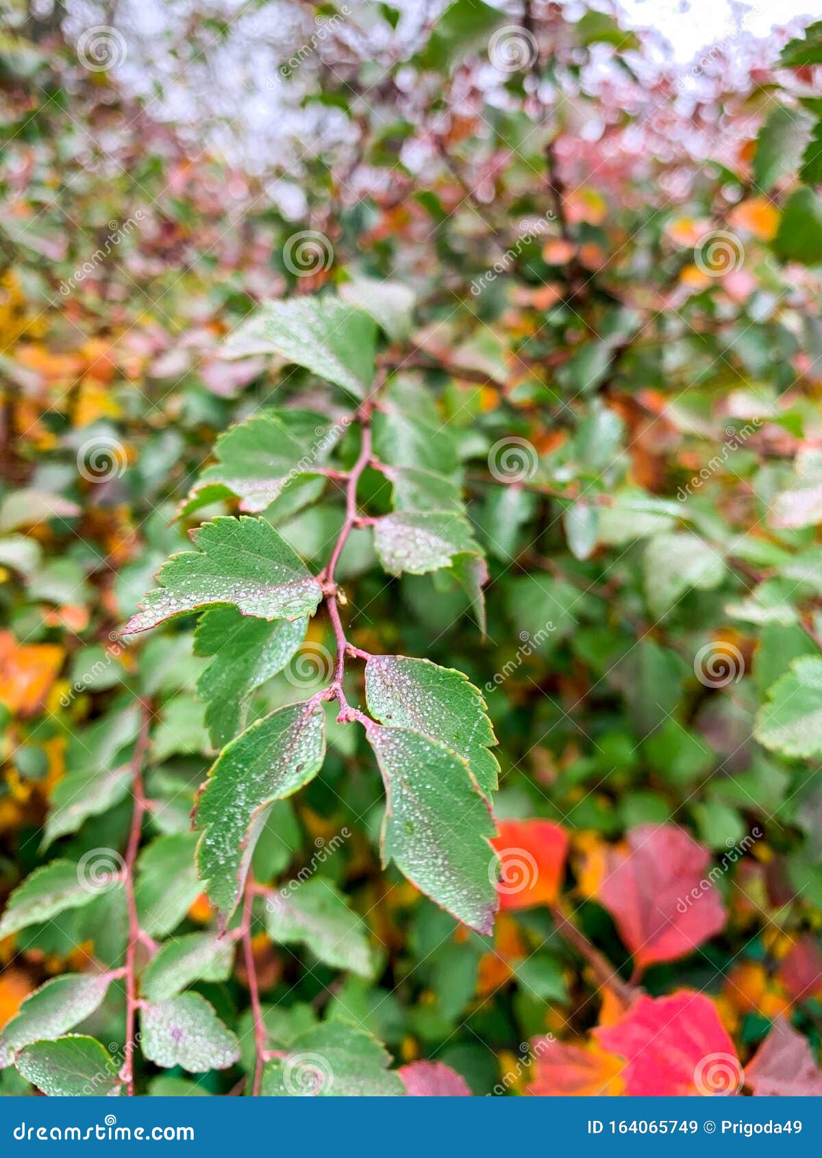 Leaves of the autumn tree stock image. Image of colour - 164065749