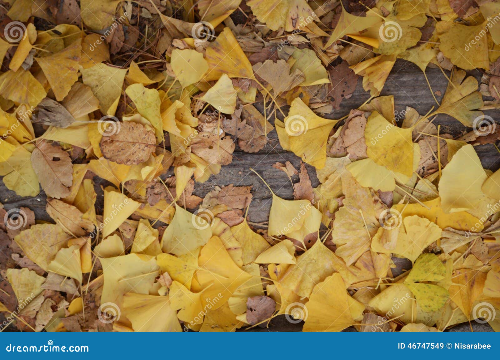 Leaves autuum editorial stock image. Image of leaves - 46747549