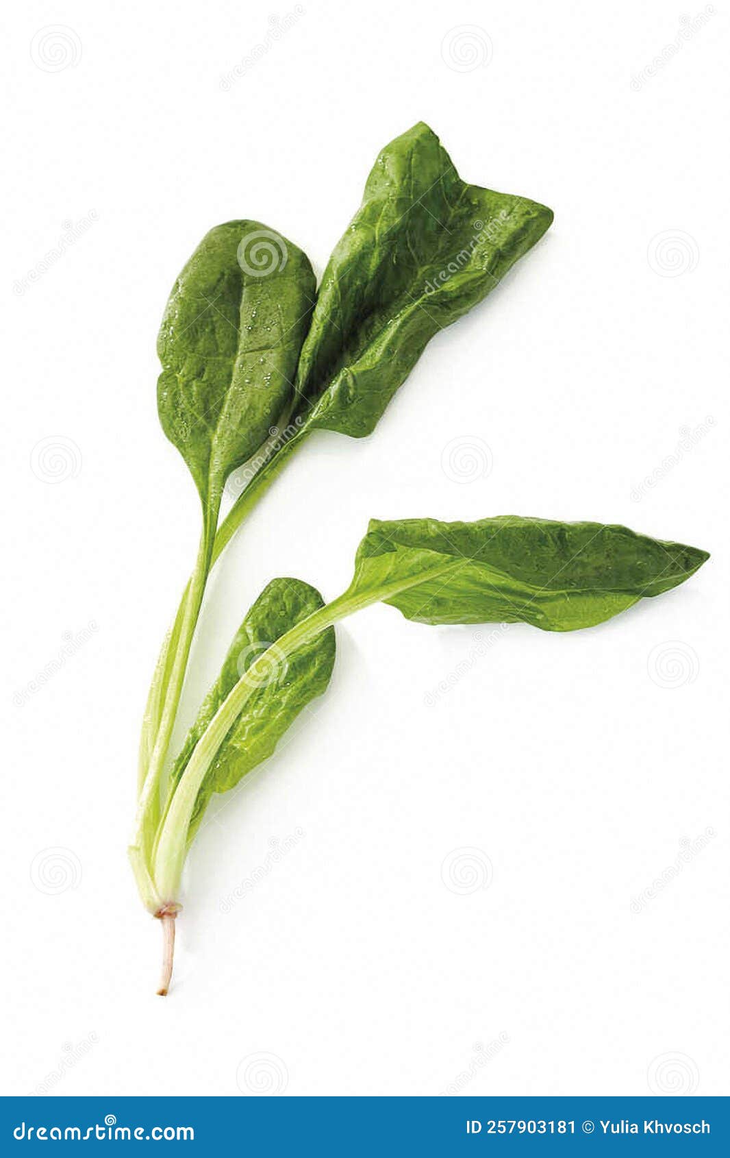 Leaves of Baby Spinach Isolated on White. Stock Image - Image of ...
