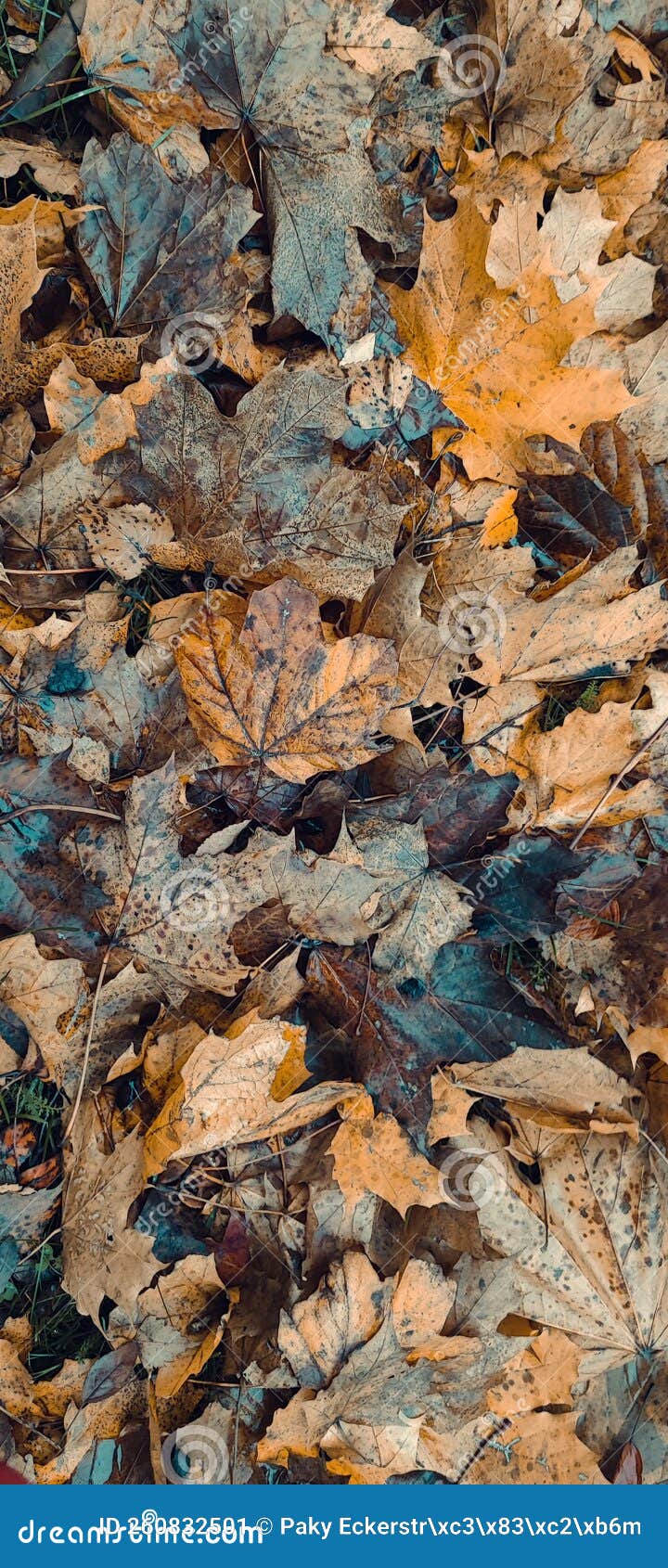 Leaves Background, Fall, Autumn Scene. Nostalgic Stock Image - Image of ...