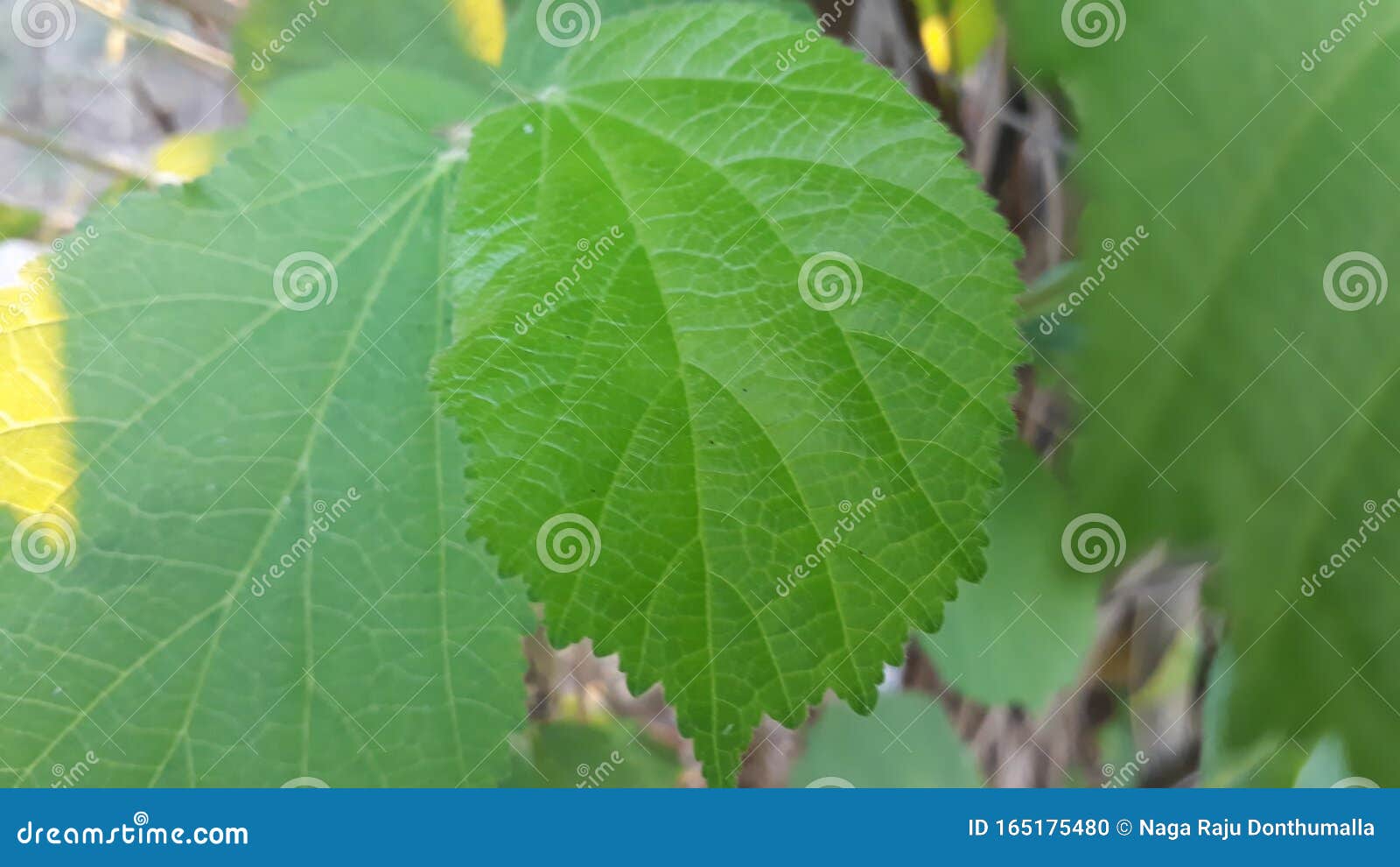 Leaves Background with Green Leaflets Stock Photo - Image of background ...