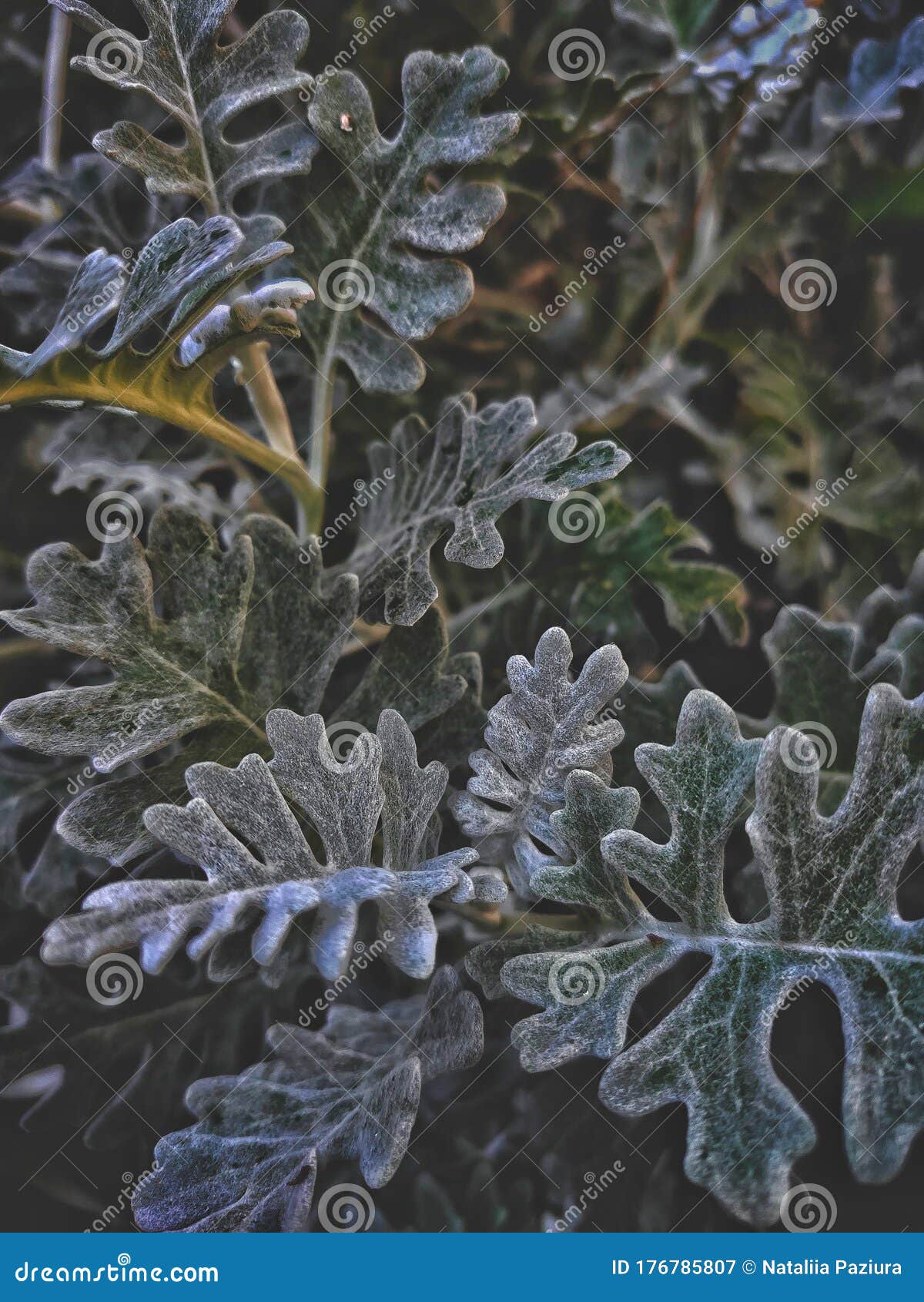 Leaves Background. Nature Wallpaper. Big Leaves Stock Image - Image of ...