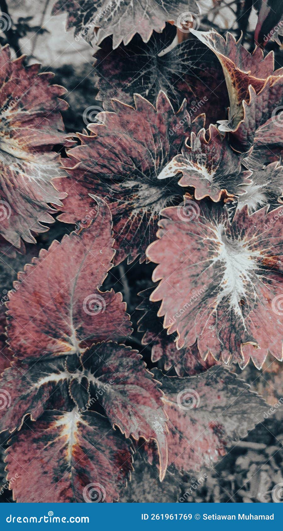 Leaves Background with a Very Pretty Pattern Stock Image - Image of ...