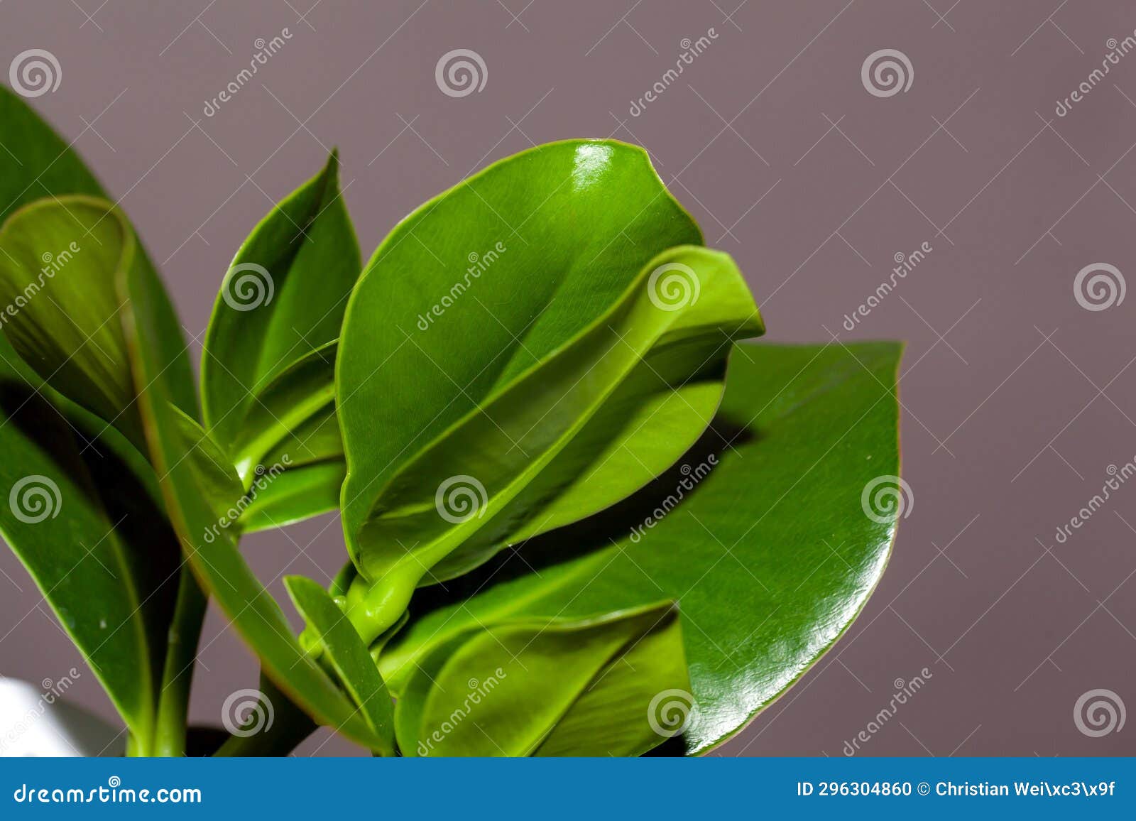 Leaves of a Balsam Apple, Clusia Rosea Stock Photo - Image of natural ...