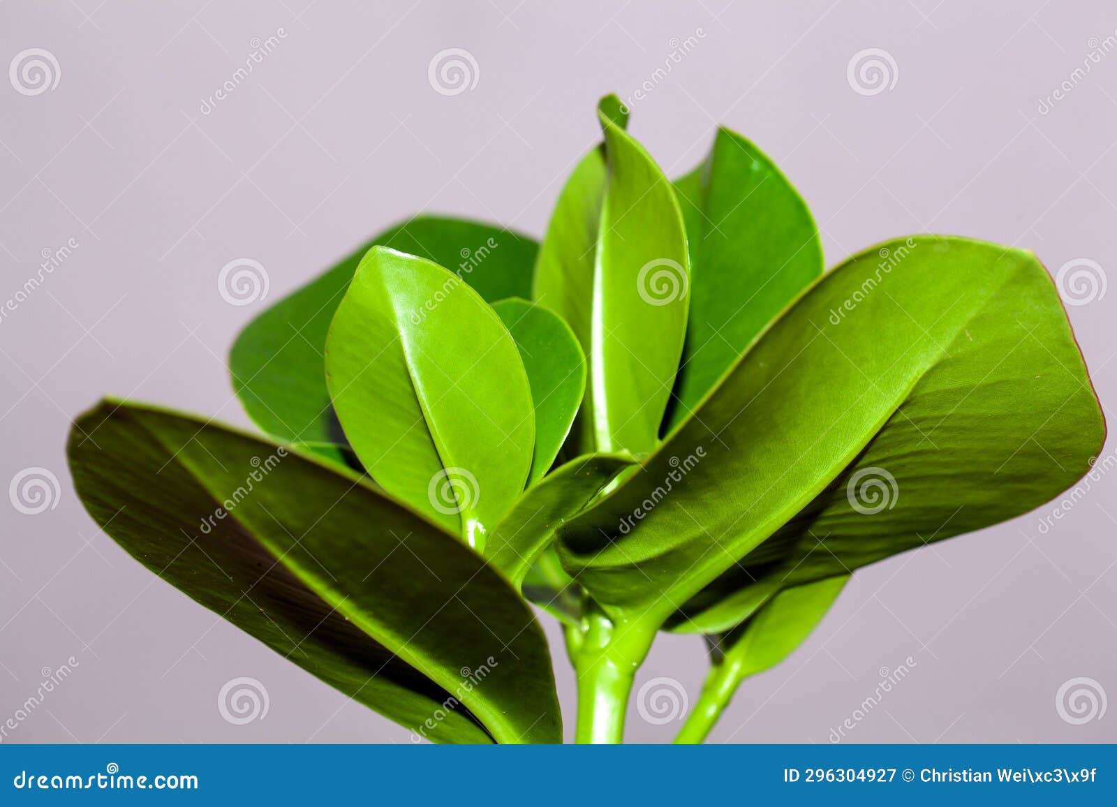 Leaves of a Balsam Apple, Clusia Rosea Stock Image - Image of freshness ...