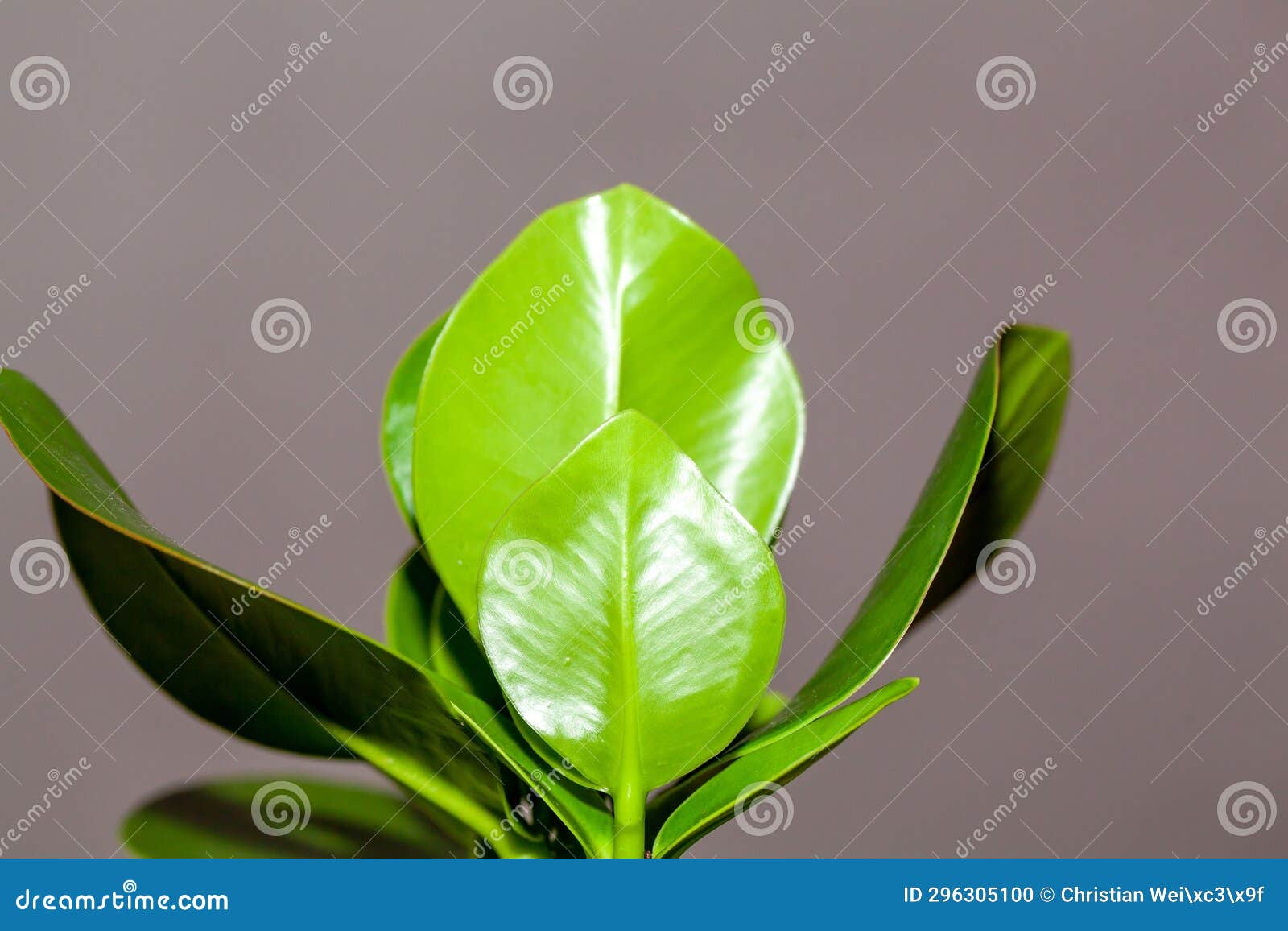 Leaves of a Balsam Apple, Clusia Rosea Stock Photo - Image of floral ...