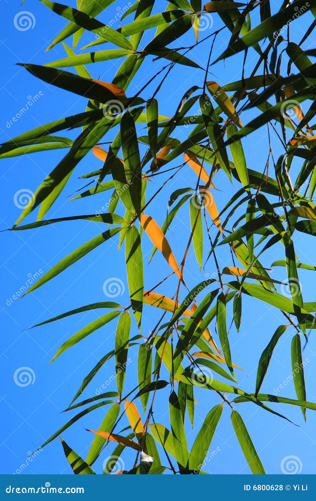 Leaves of bamboo stock photo. Image of color, bamboo, leaf - 6800628