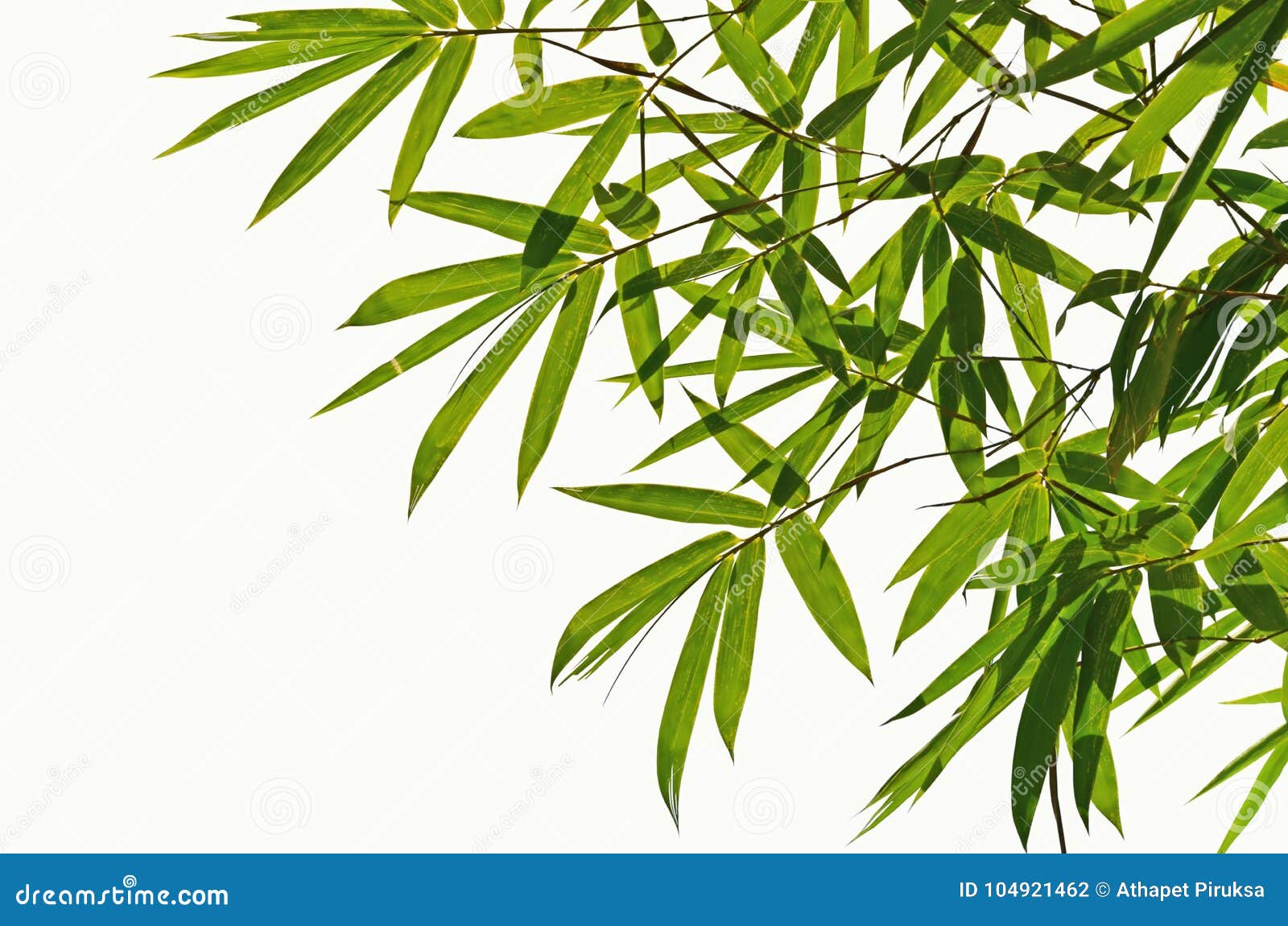 Leaves of Bamboo on White Background Stock Photo - Image of wallpaper ...