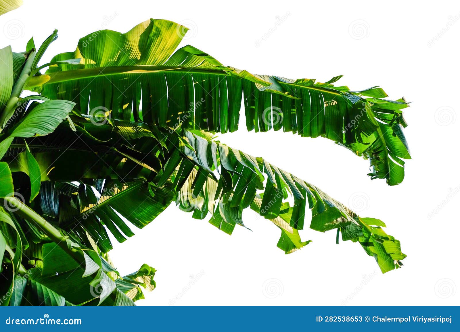 Leaves of a Banana Tree Cut on White Background. Stock Image - Image of ...