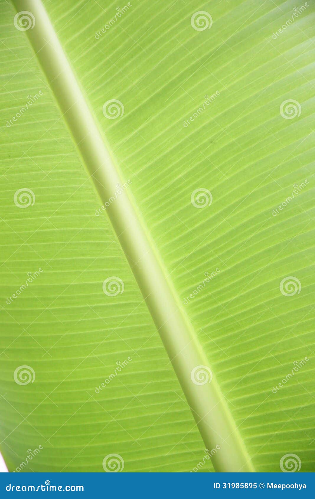 Leaves of the Banana Trees in Various Patterns. Stock Image - Image of ...
