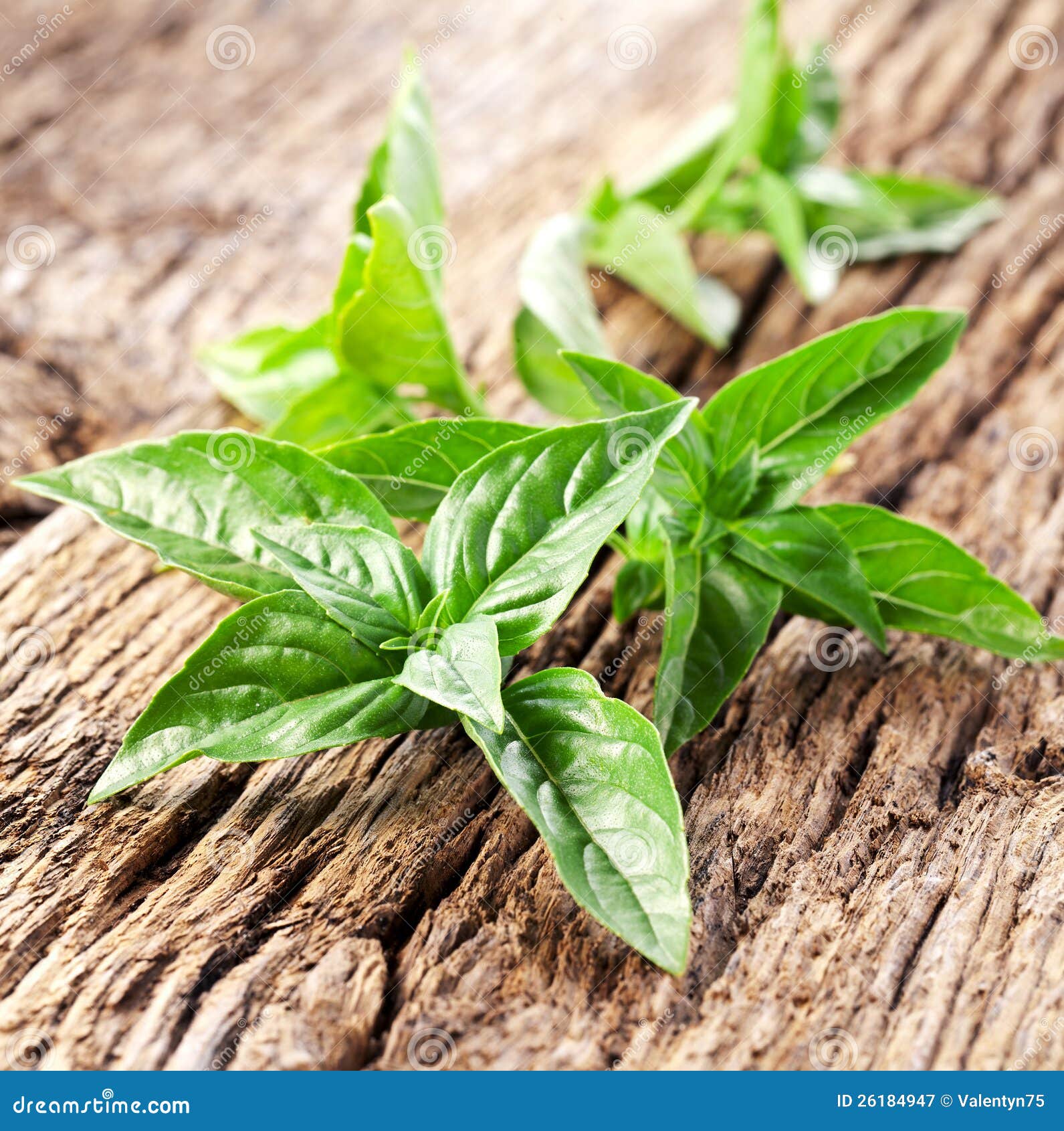 Leaves of basil stock image. Image of green, flavor, food - 26184947
