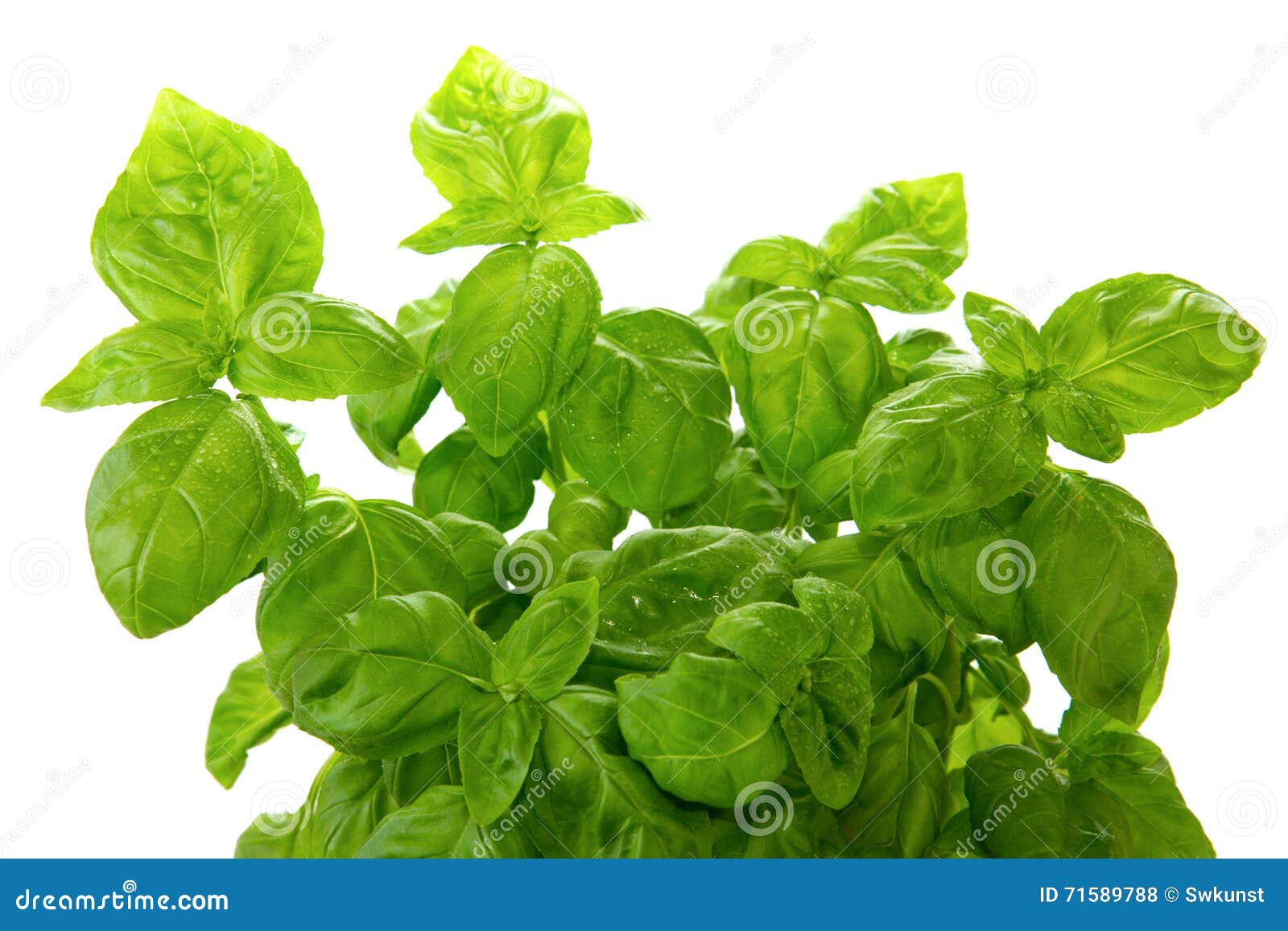 Leaves of basil isolated . stock photo. Image of nutrition - 71589788