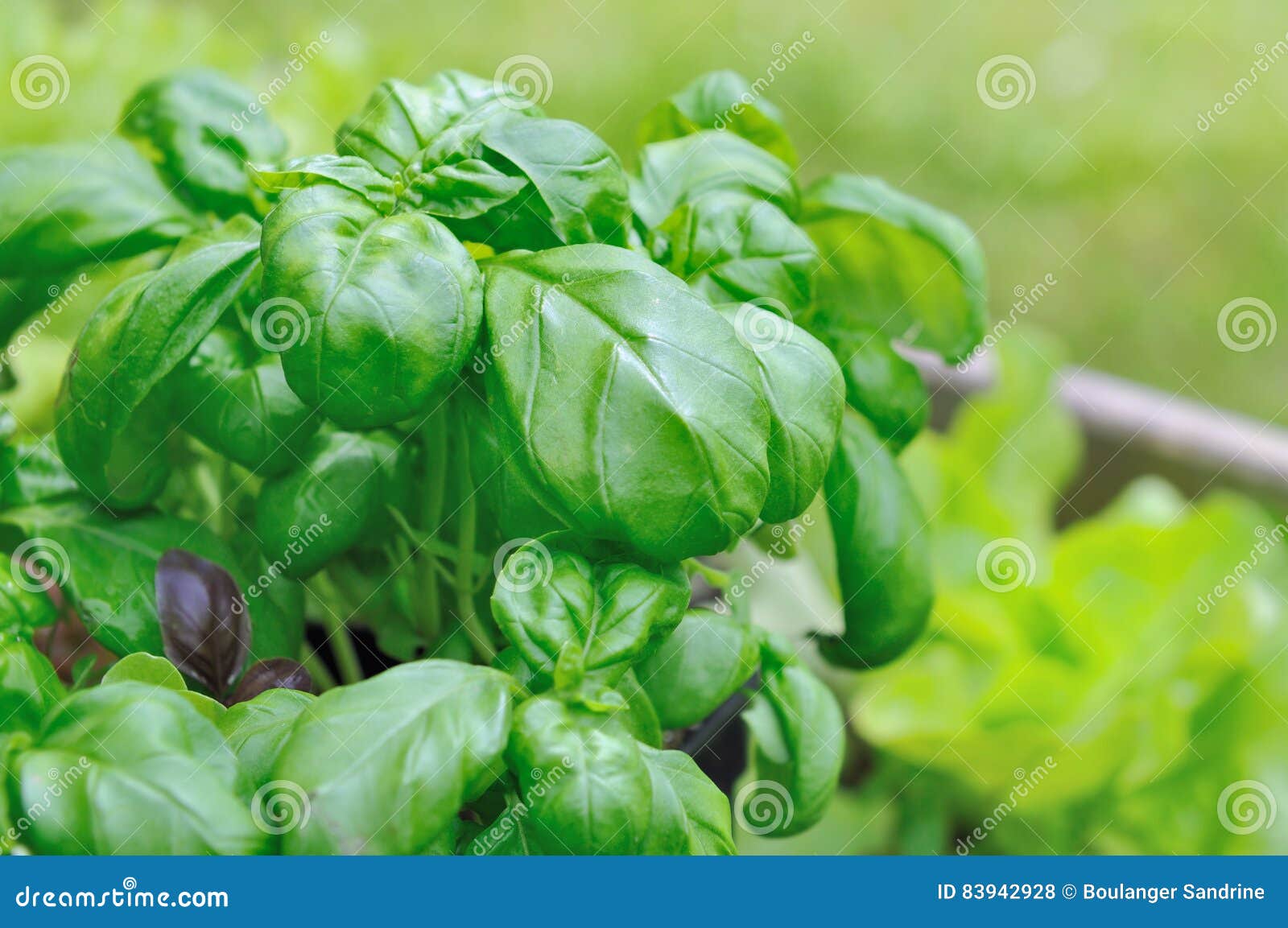 Leaves of basilic stock photo. Image of green, ingredient - 83942928