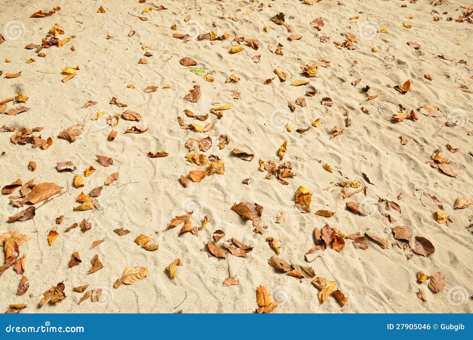 Leaves on the beach stock photo. Image of texture, sand - 27905046