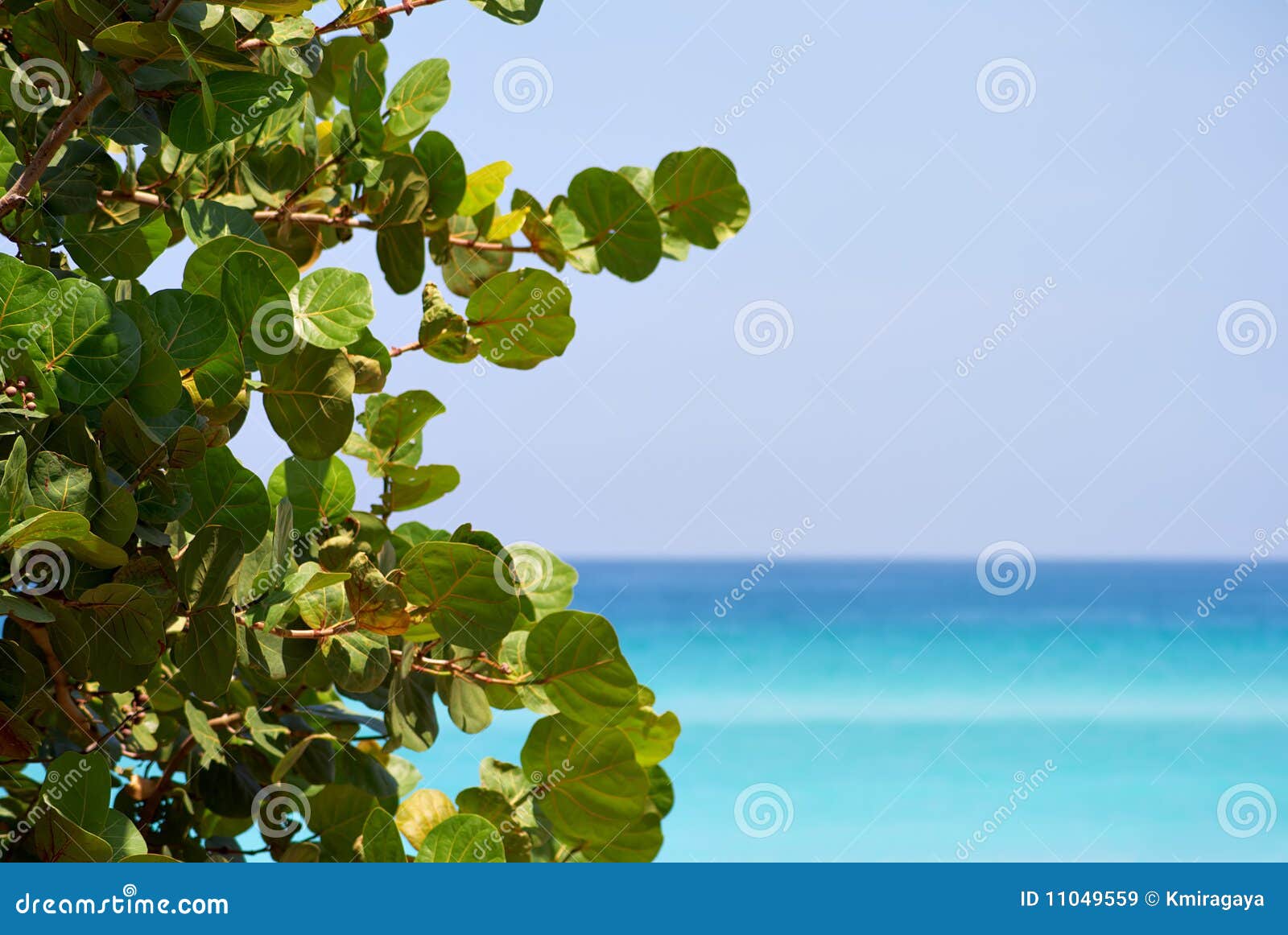 Leaves and a Beautiful Beach Stock Image - Image of scenery, shore ...