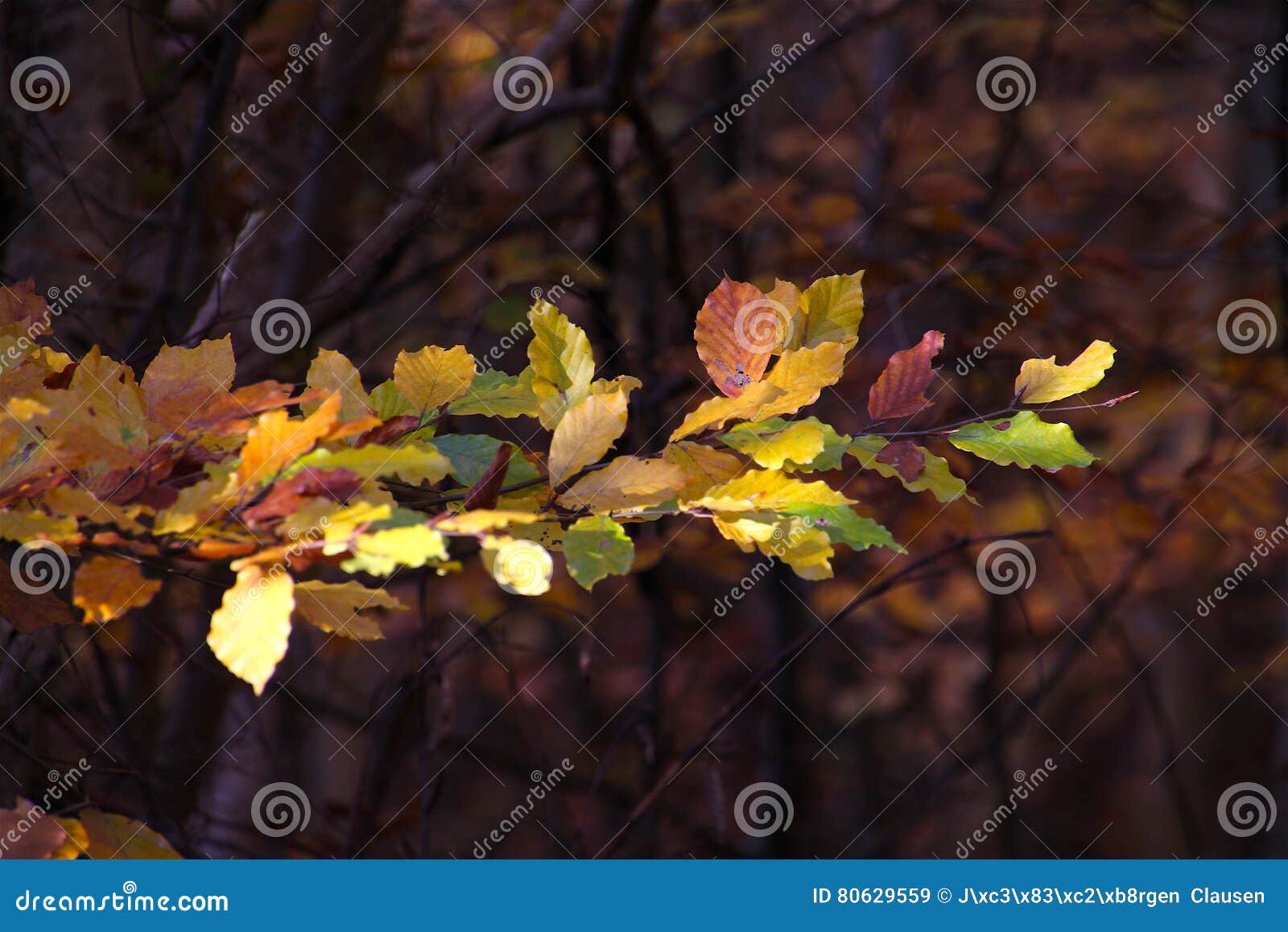 Leaves in Beautiful Color Palette Stock Image - Image of plants, autumn ...