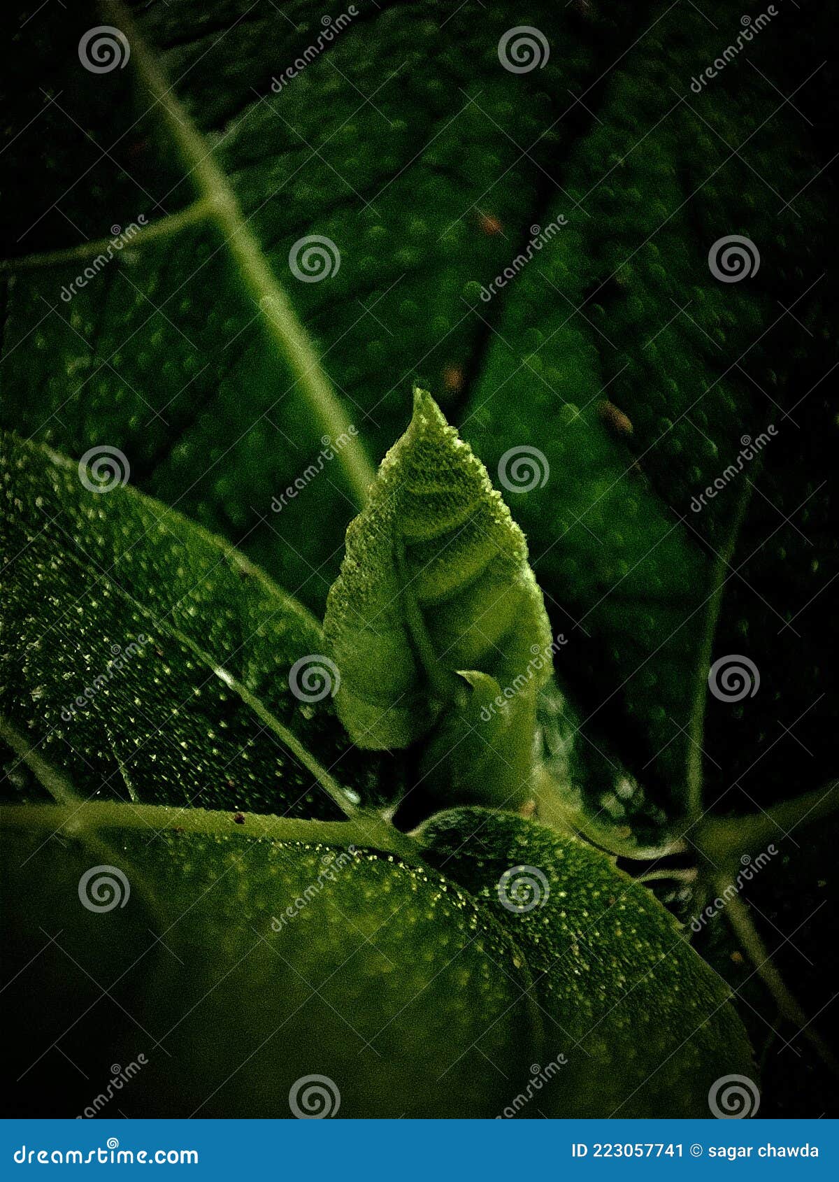 Leaves stock image. Image of leaves, nature, growing - 223057741