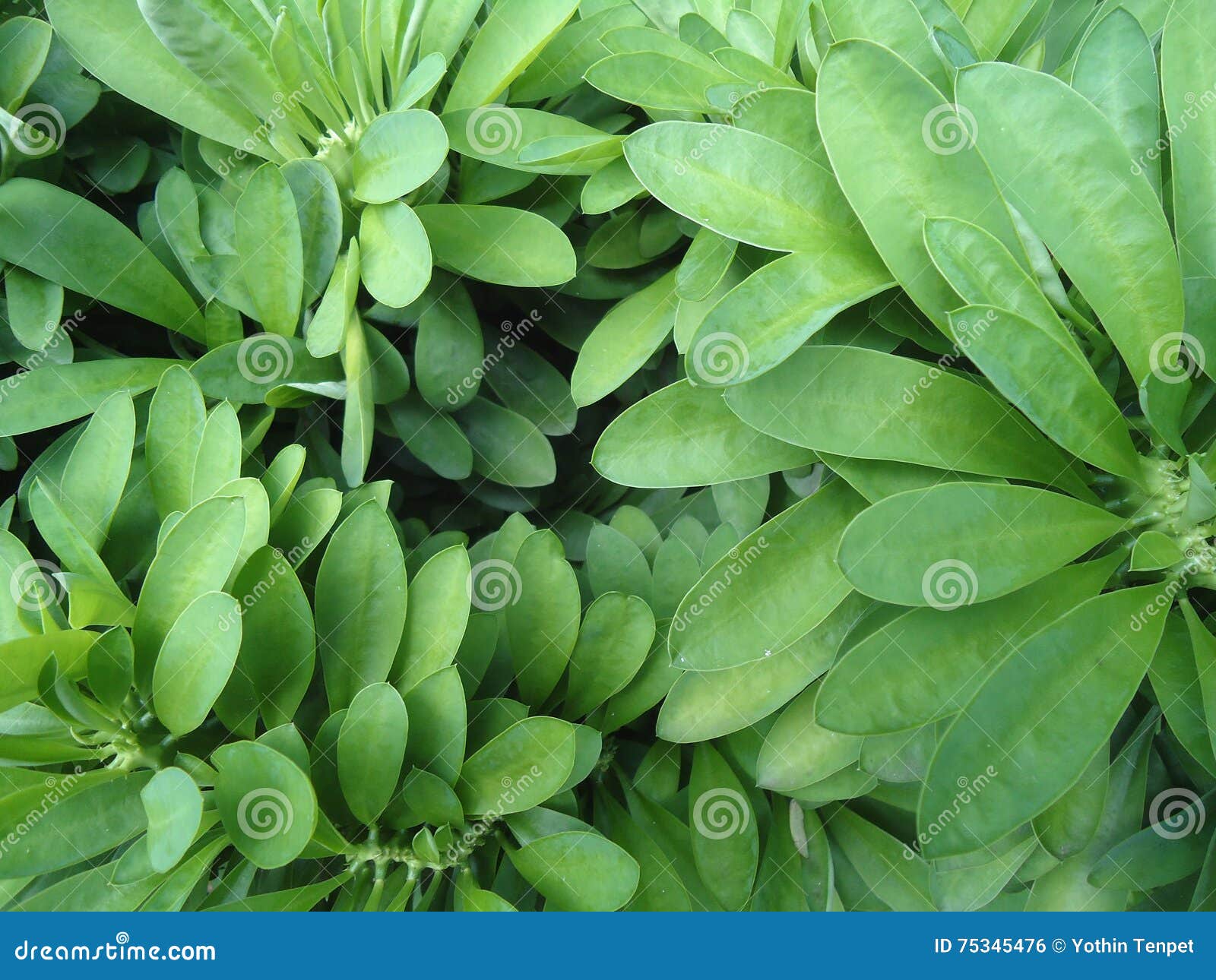 Leaves stock photo. Image of wood, surrounds, beauty - 75345476