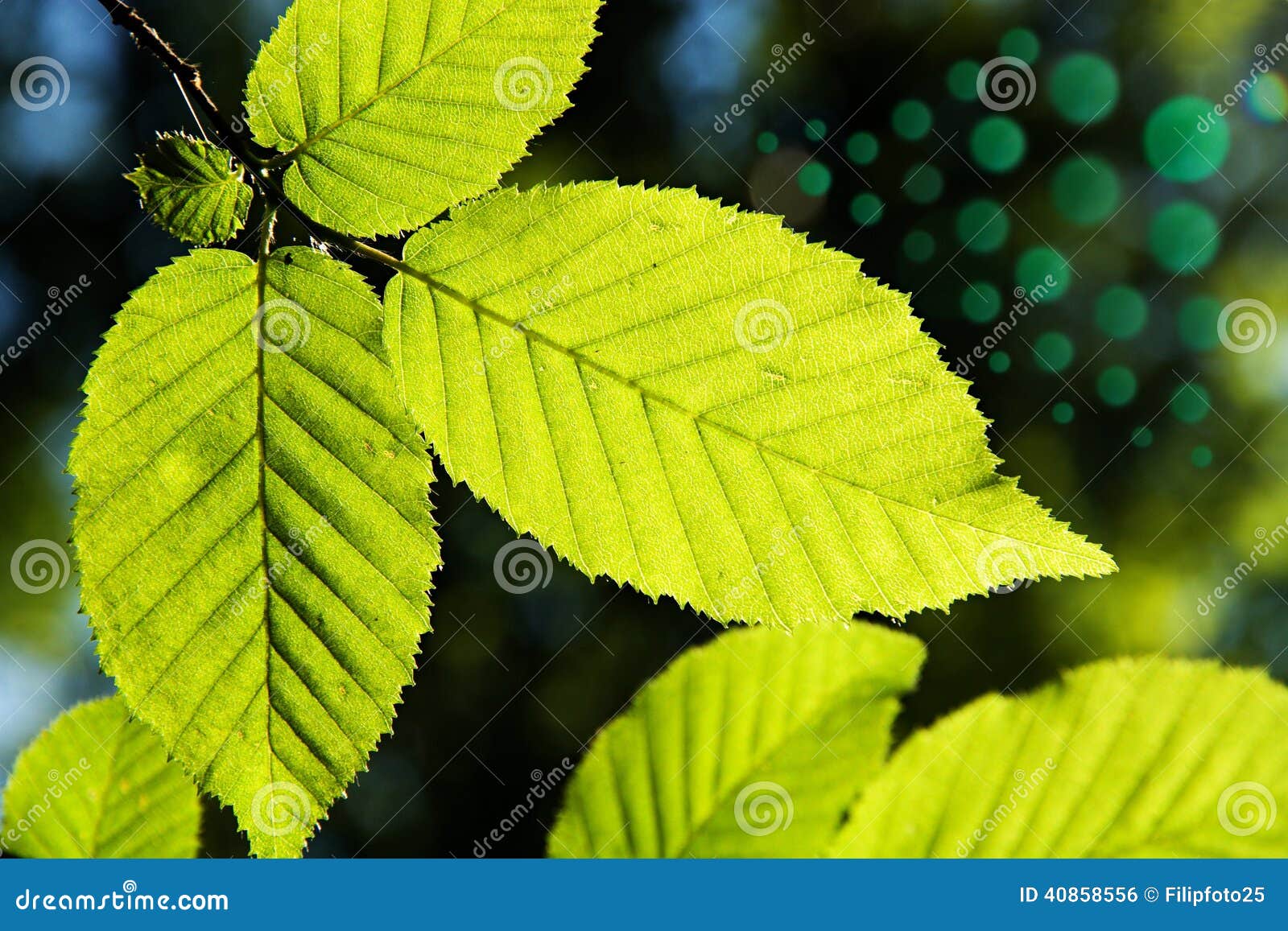 Leaves of a beech stock photo. Image of lighting, fresh - 40858556