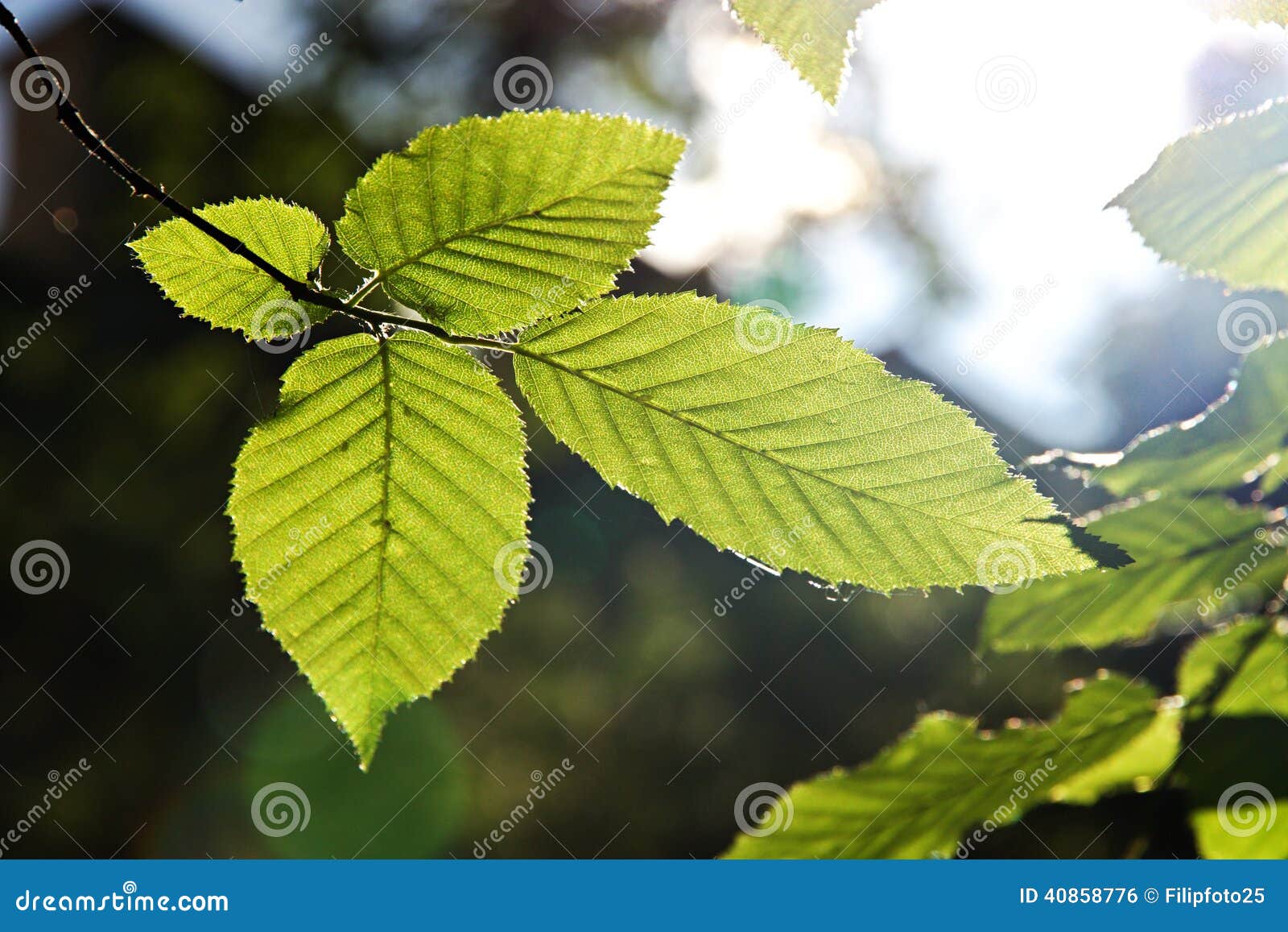 Leaves of a beech stock photo. Image of fresh, nature - 40858776