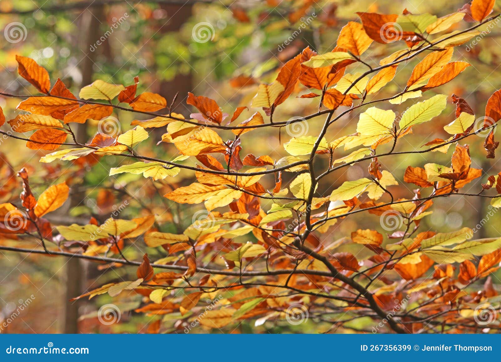 Leaves on a Beech Tree in Autumn Stock Image - Image of golden, branch ...