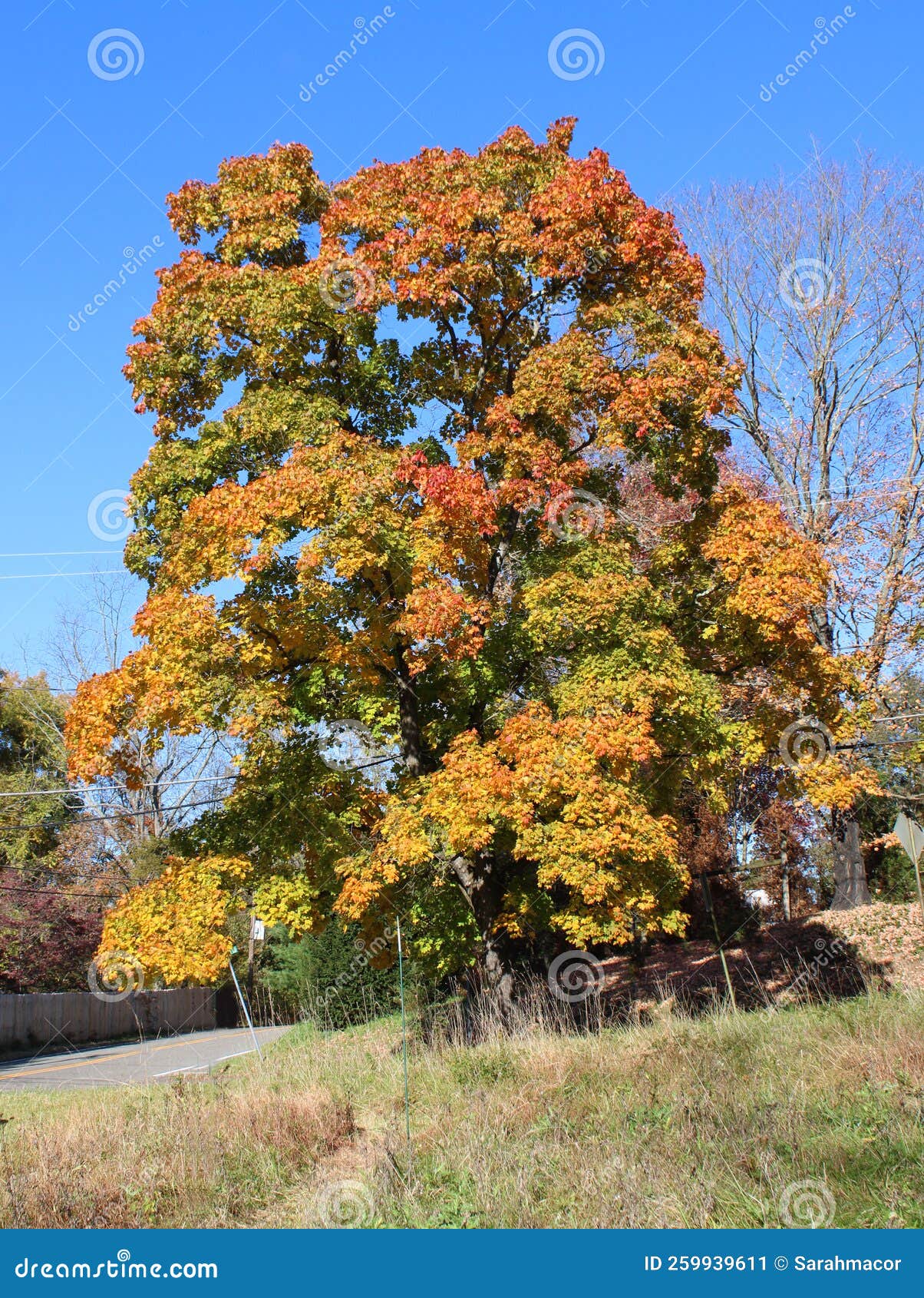 Leaves Beginning To Change Color on a Norway Maple Tree in Fall Stock ...